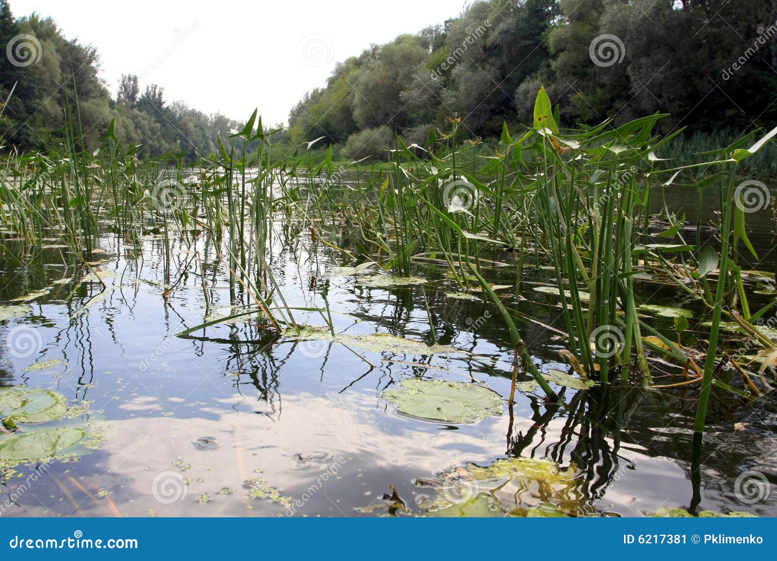 Water-plants on slough stock image. Image of alga, plant - 6217381