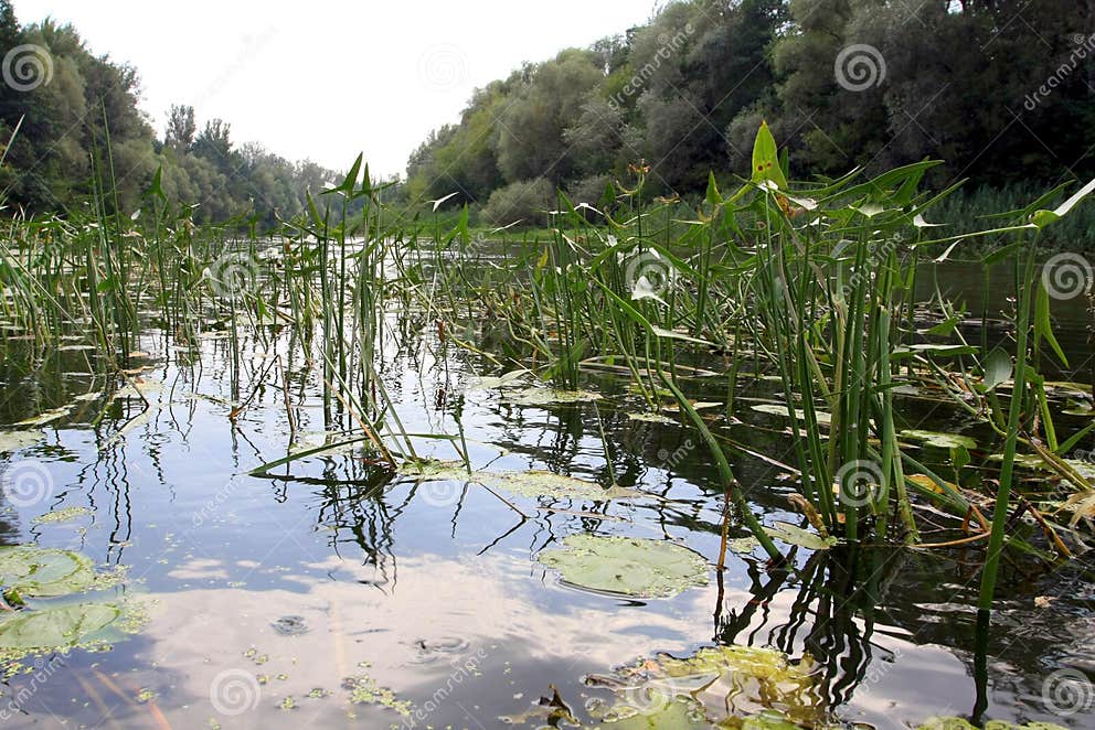 Water-plants on slough stock image. Image of alga, plant - 6217381