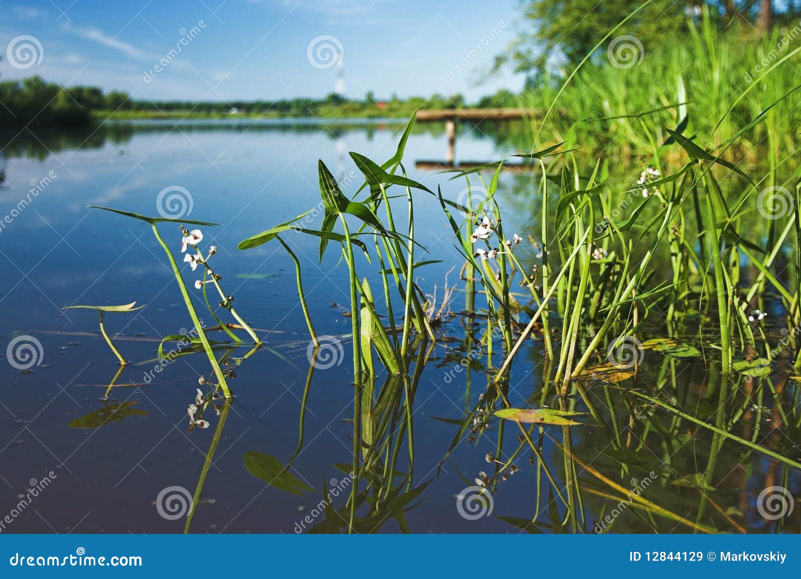 Water Plants on the Volga River Stock Image - Image of close, smooth ...