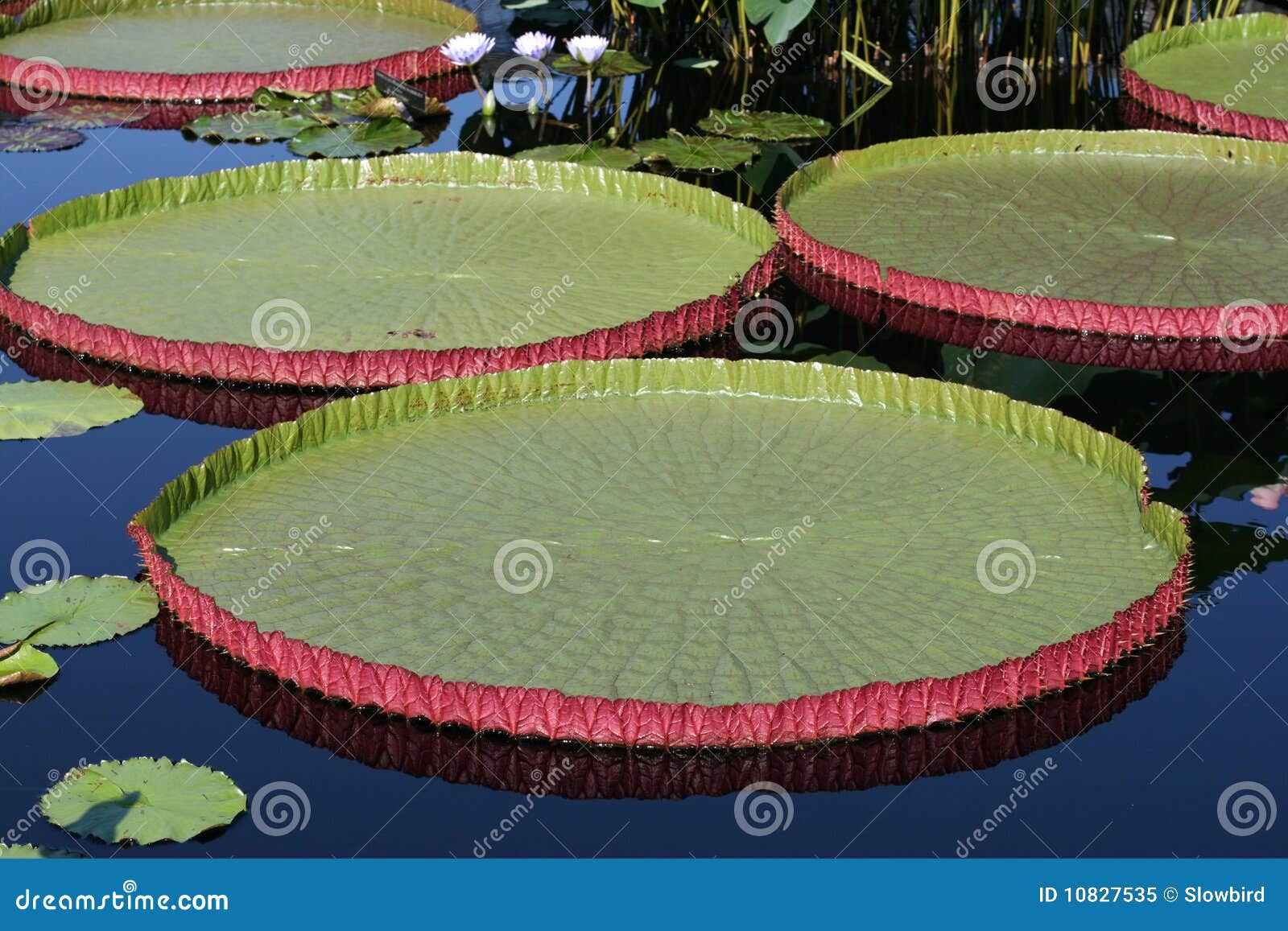 Water-platter stock image. Image of botanical, deep, macro - 10827535