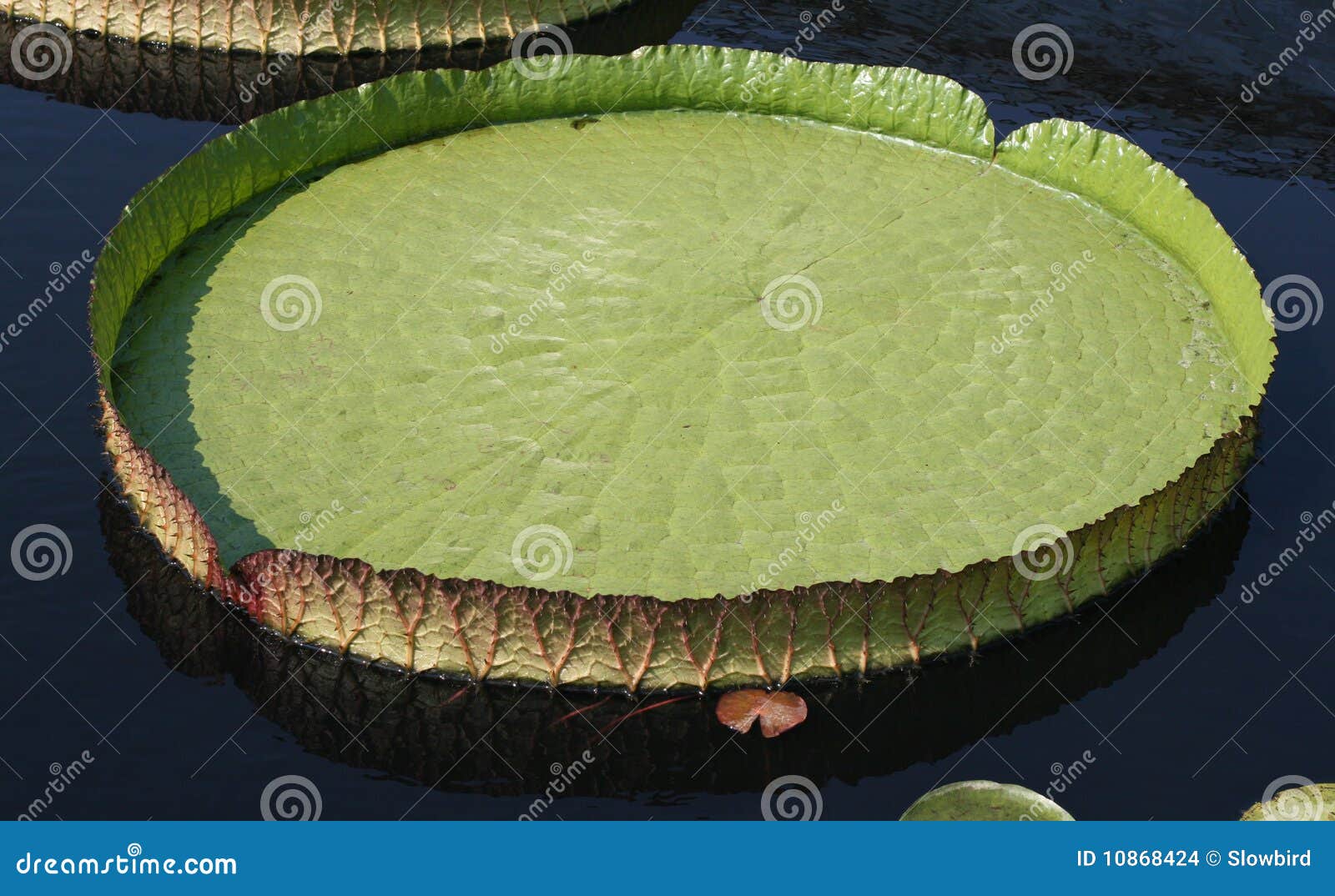 Water-platter stock photo. Image of leaf, june, black - 10868424