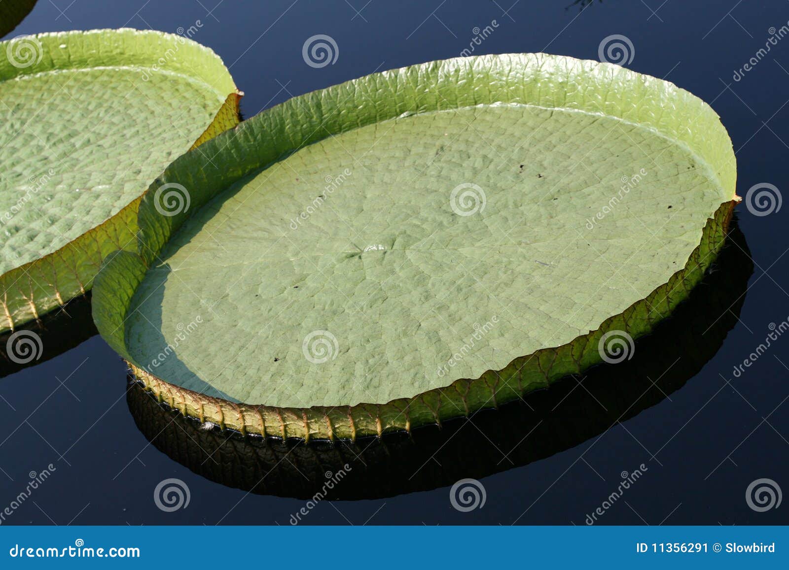 Water-platter stock image. Image of beautiful, lake, outdoor - 11356291