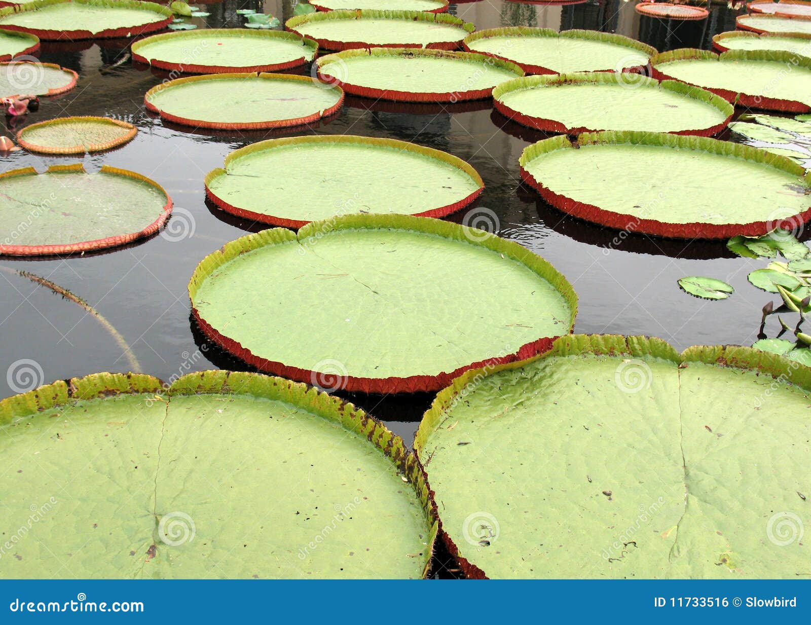 Water-platter stock photo. Image of leaf, closeup, flora - 11733516