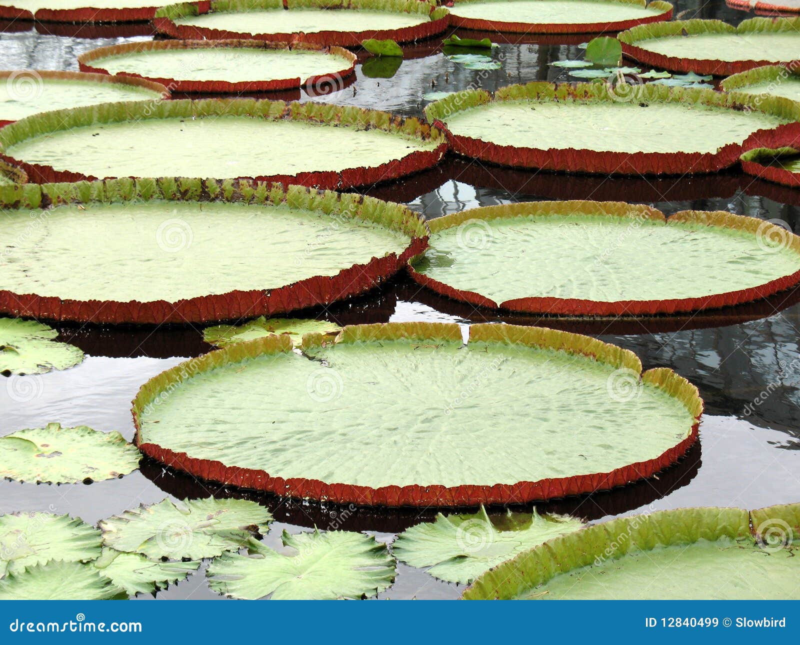 Water-platter stock image. Image of park, flora, float - 12840499