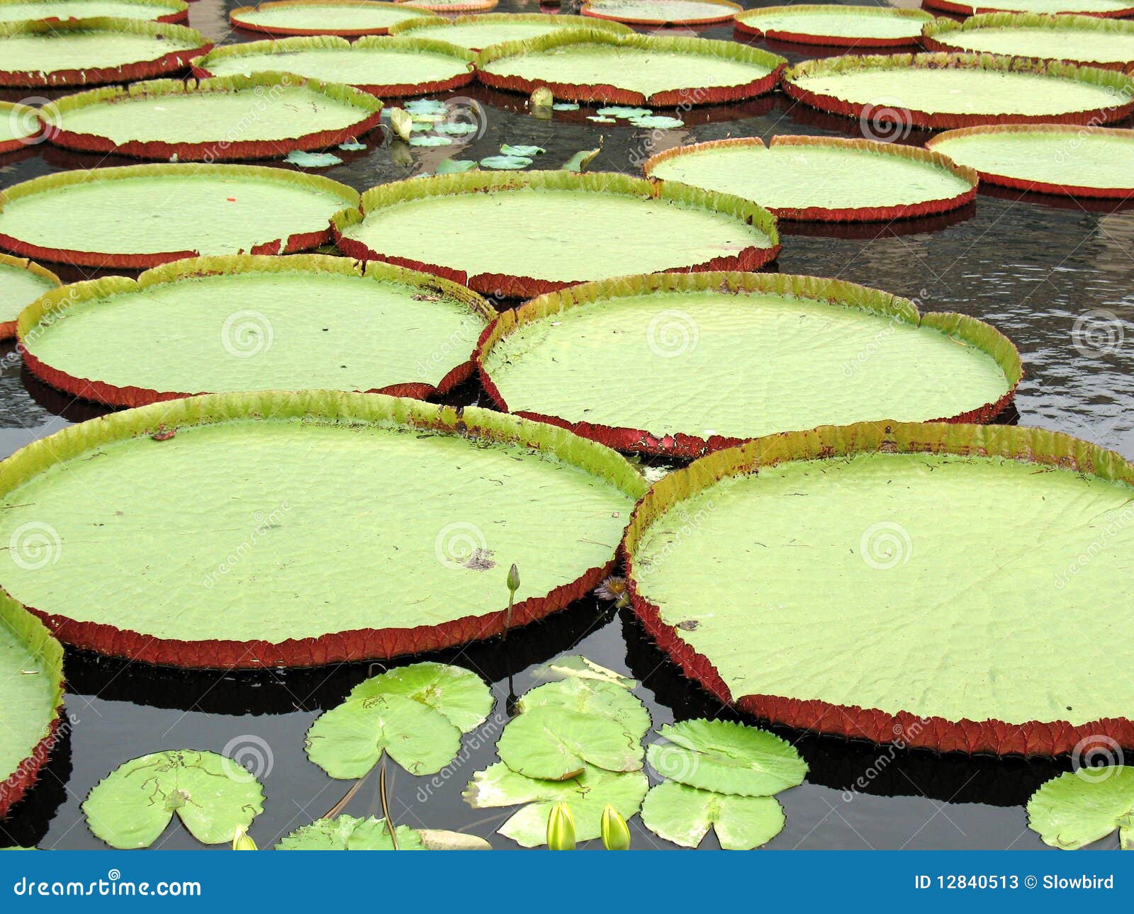Water-platter stock image. Image of flora, blue, macro - 12840513