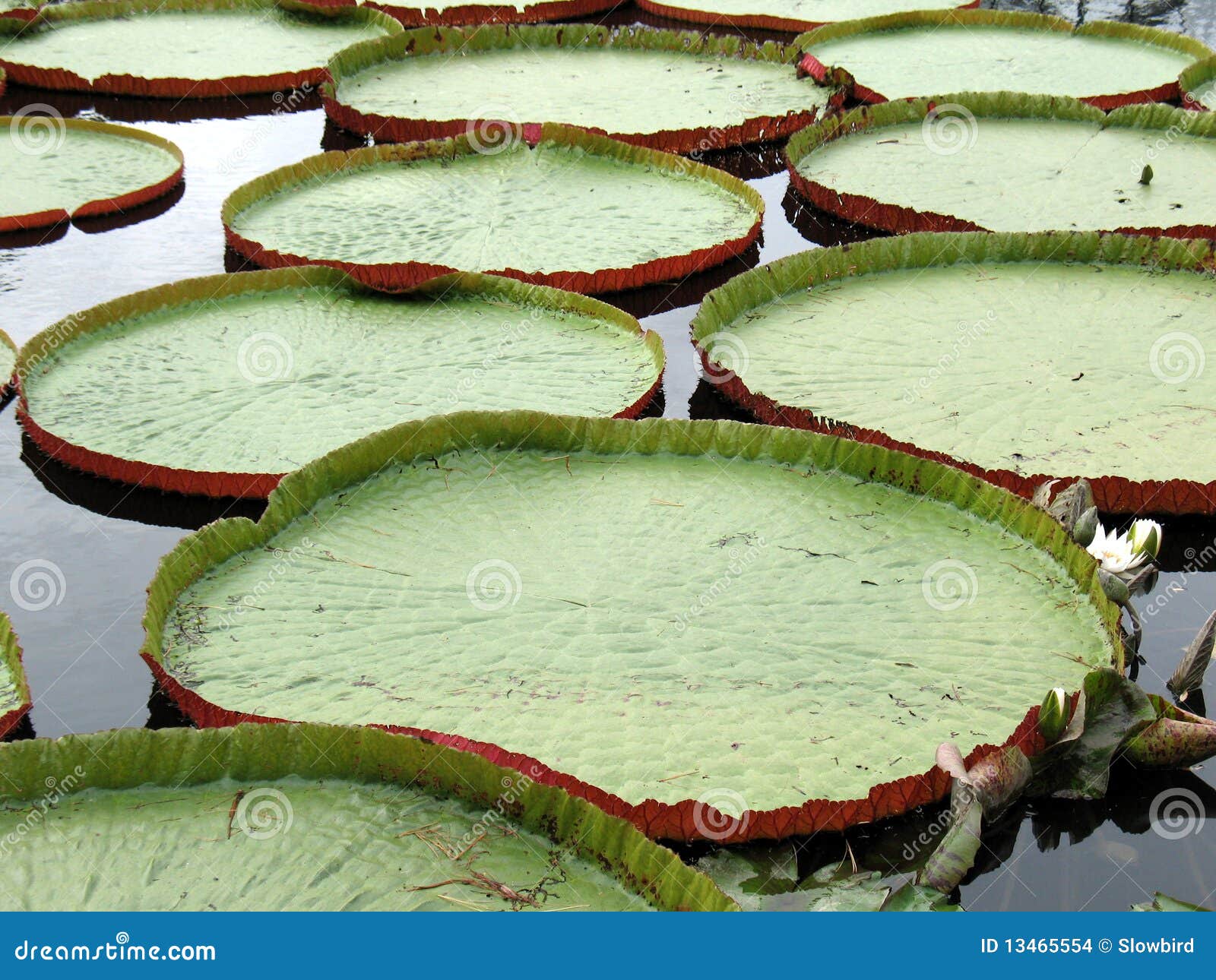 Water-platter stock photo. Image of botany, cruziana - 13465554