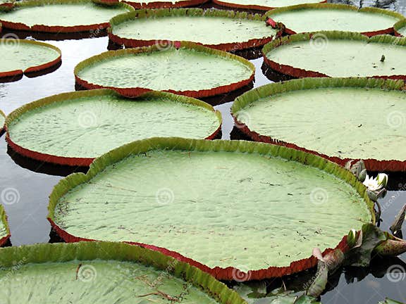 Water-platter stock photo. Image of botany, cruziana - 13465554