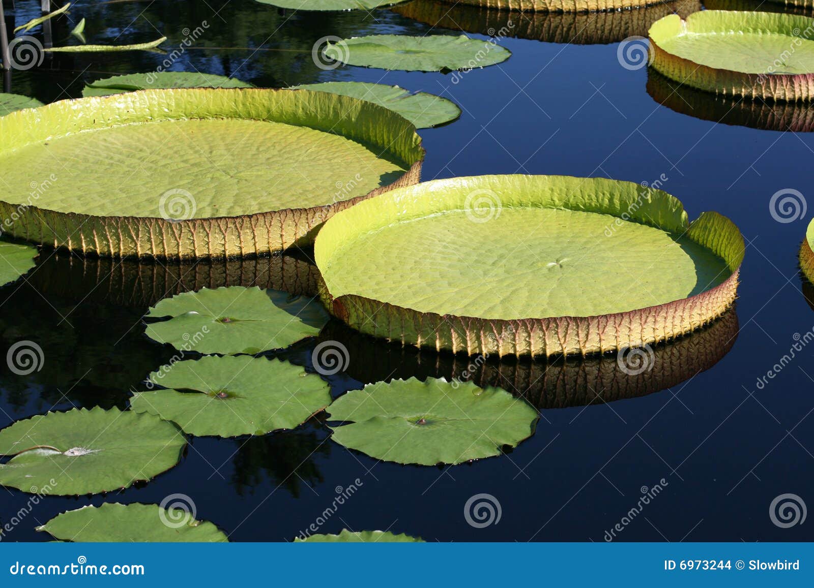 Water-platter stock photo. Image of outdoor, platter, june - 6973244