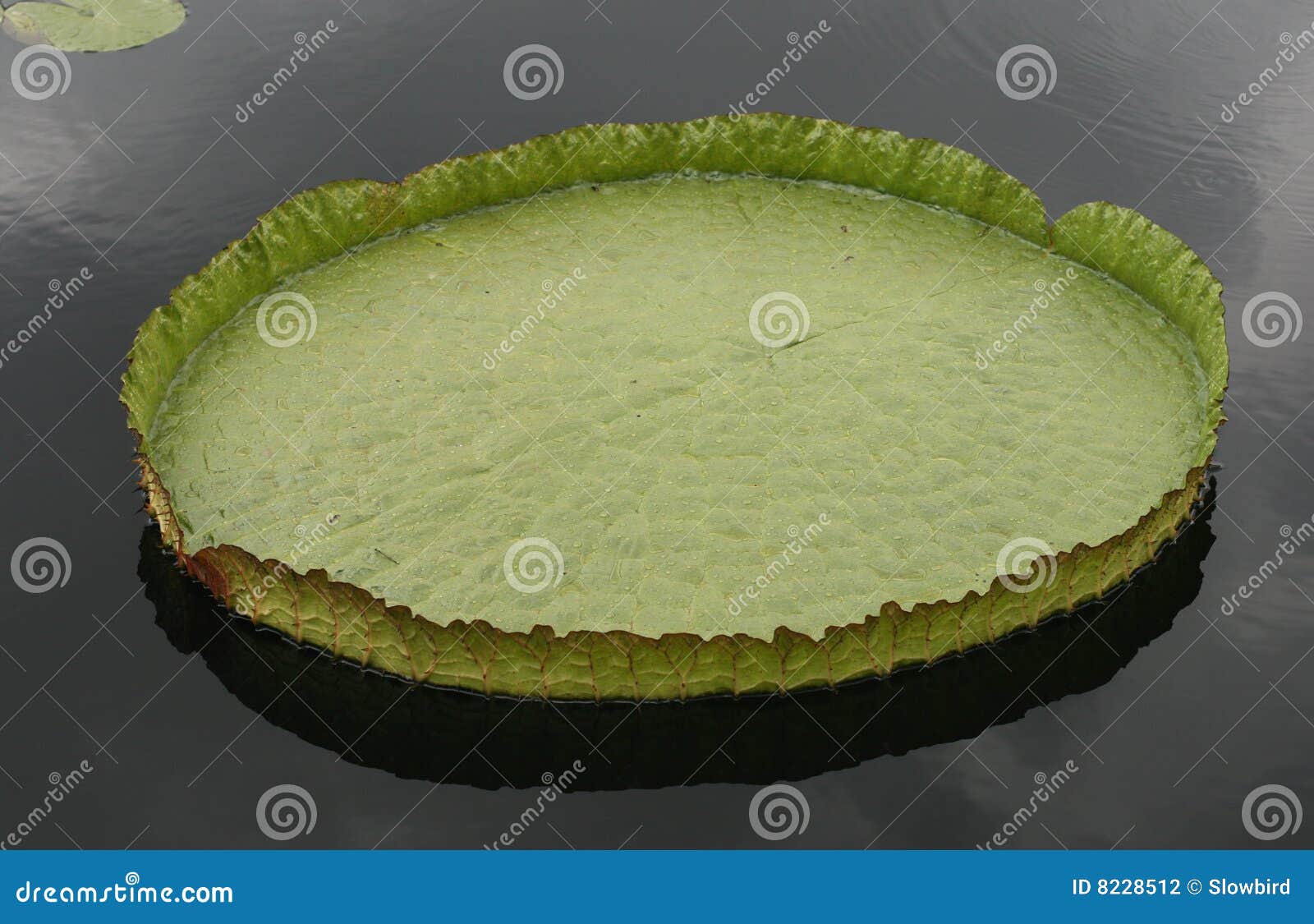 Water-platter stock photo. Image of flower, beauty, detail - 8228512