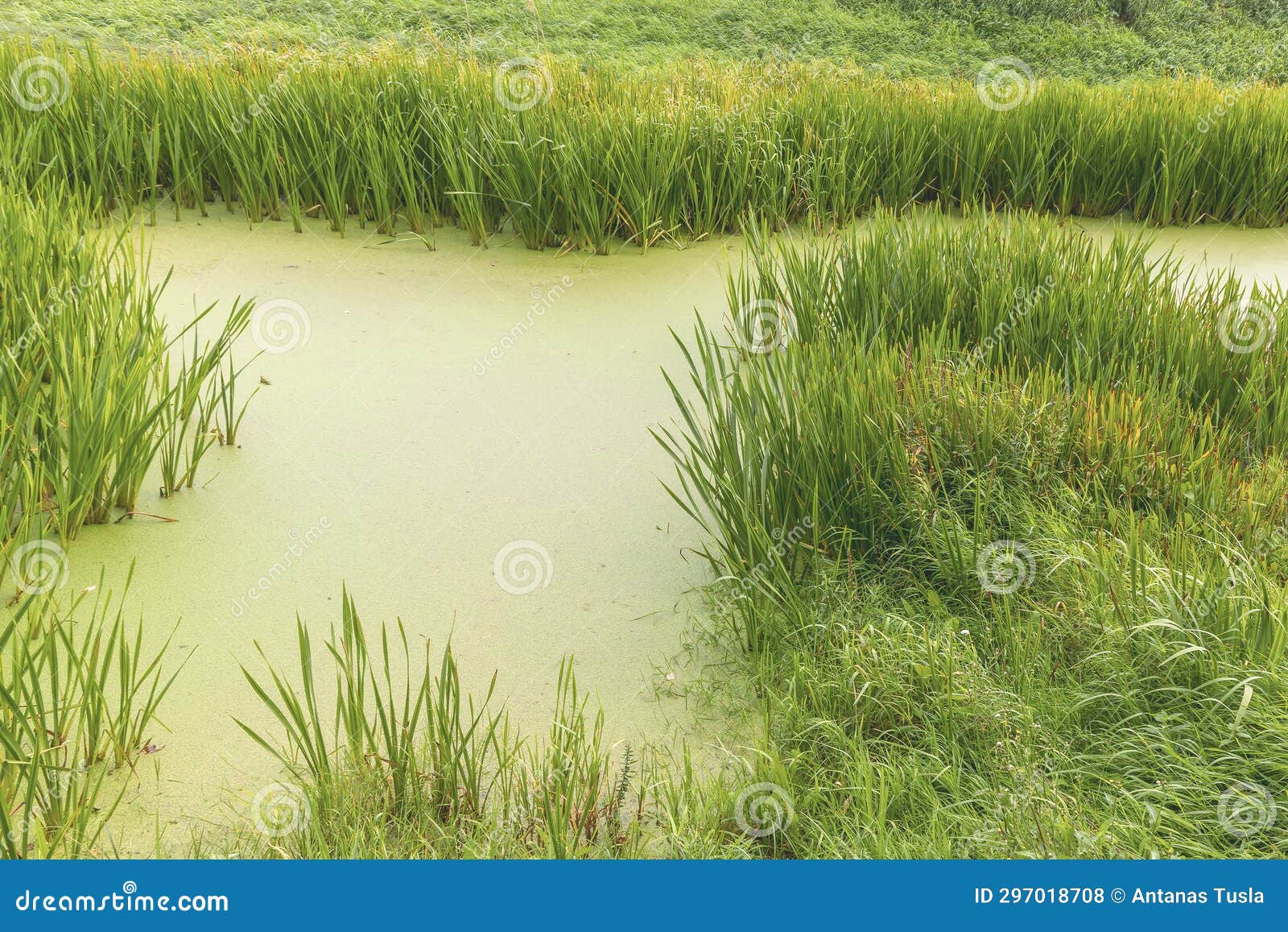Water Pollution with Blue-green Algae Blooms on the Water Surface in ...