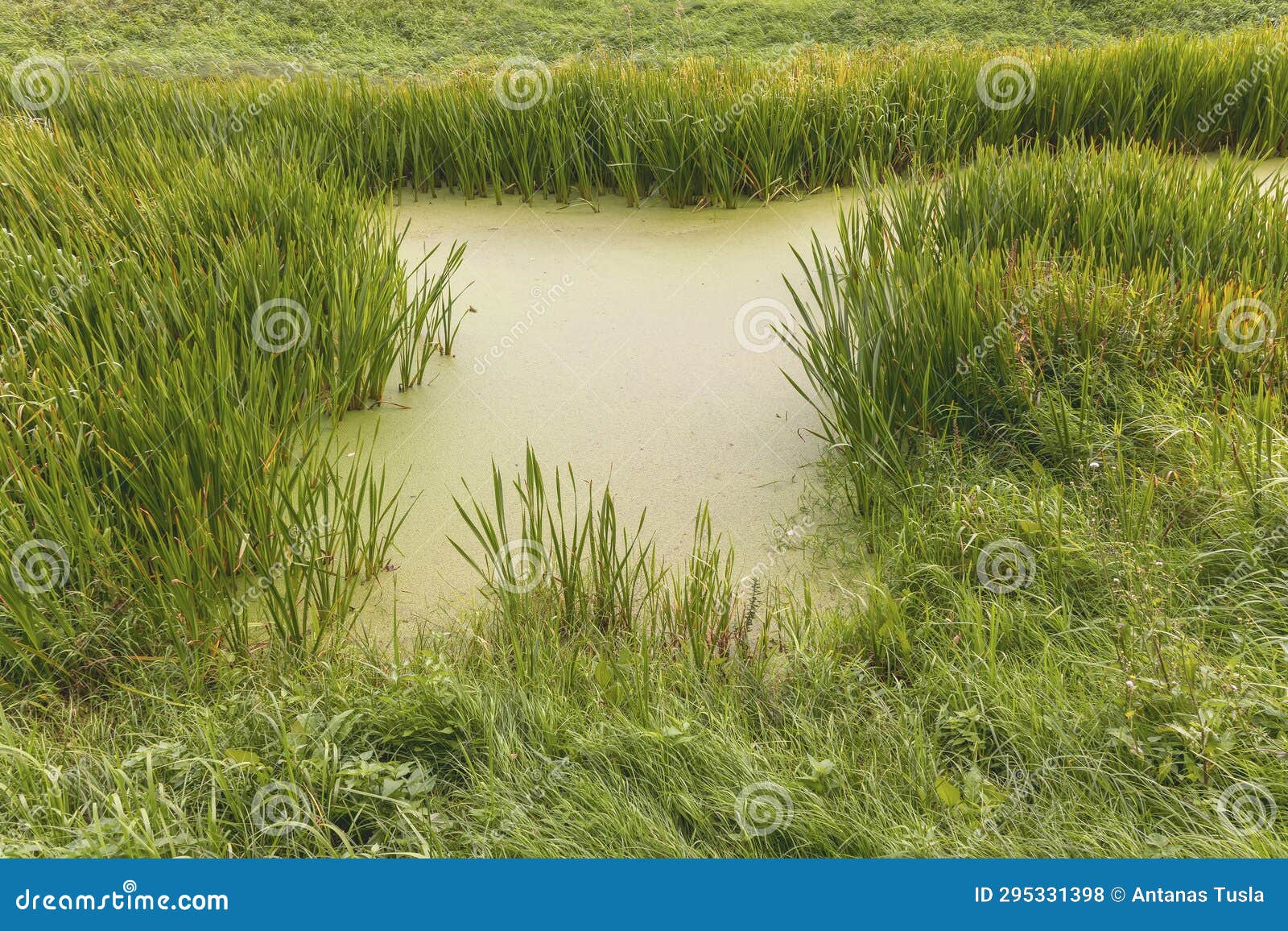 Water Pollution by Blue-green Algae on the Water Surface Stock Photo ...