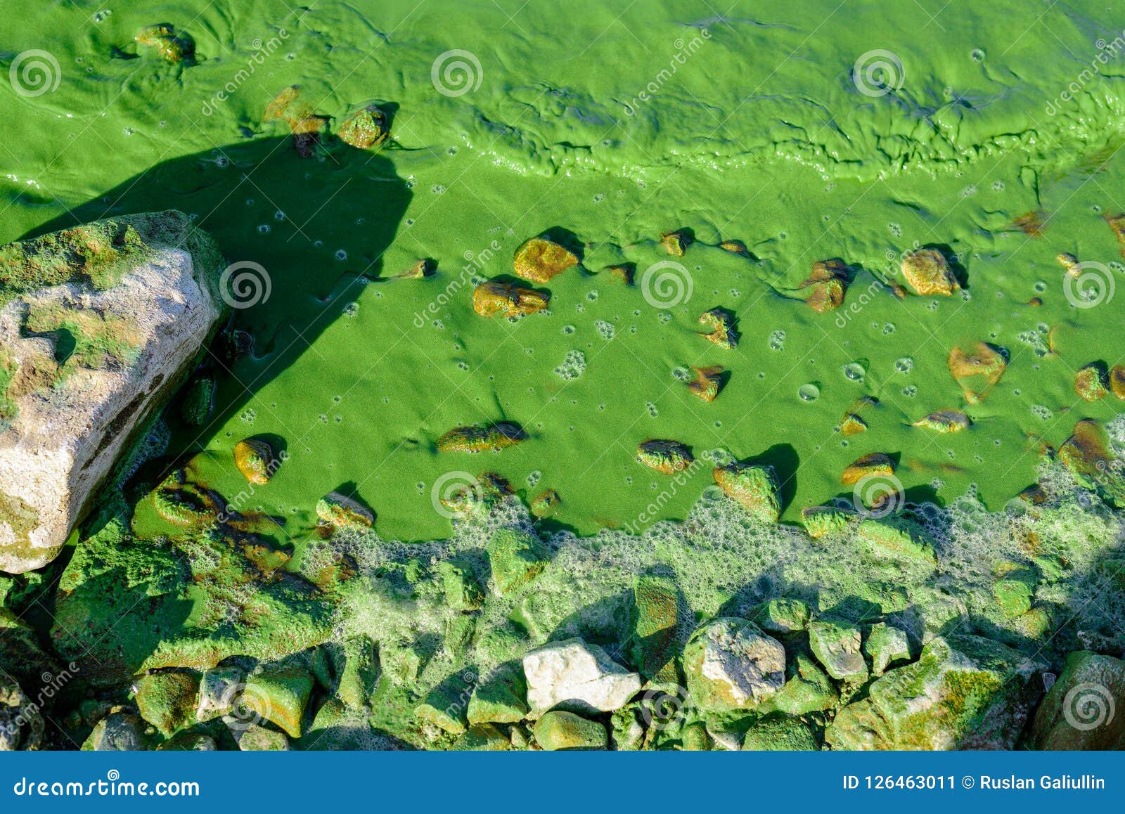 Water Pollution with Green Algae, Waste Water, Environmental Problems ...