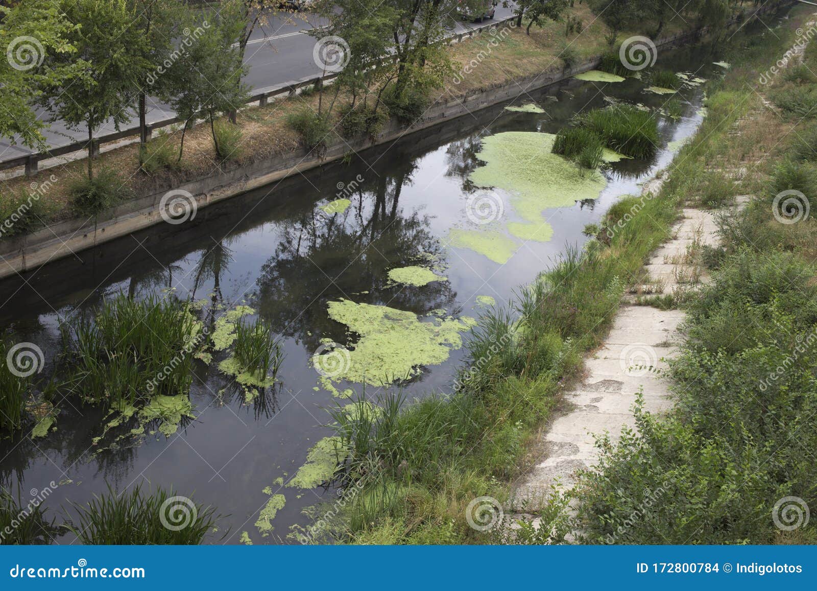 Water Pollution in a Urban River Stock Photo - Image of cane, calm ...