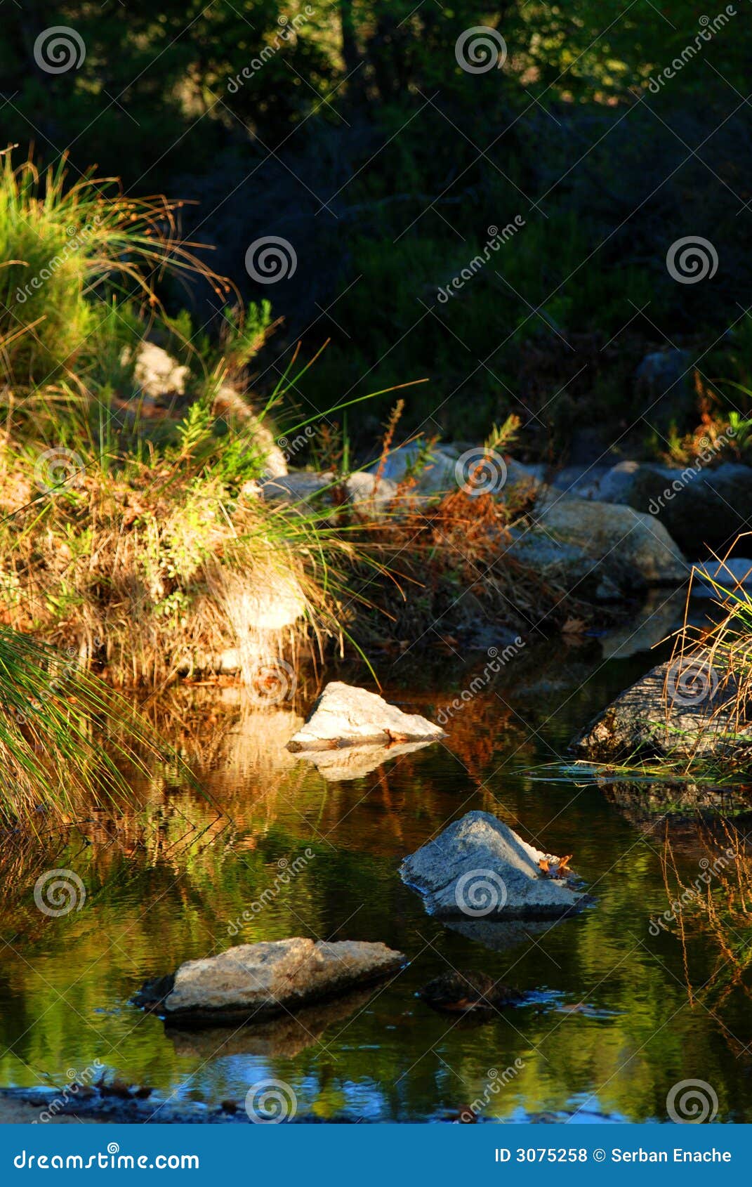 Water pond stock photo. Image of reflect, scenery, plant - 3075258
