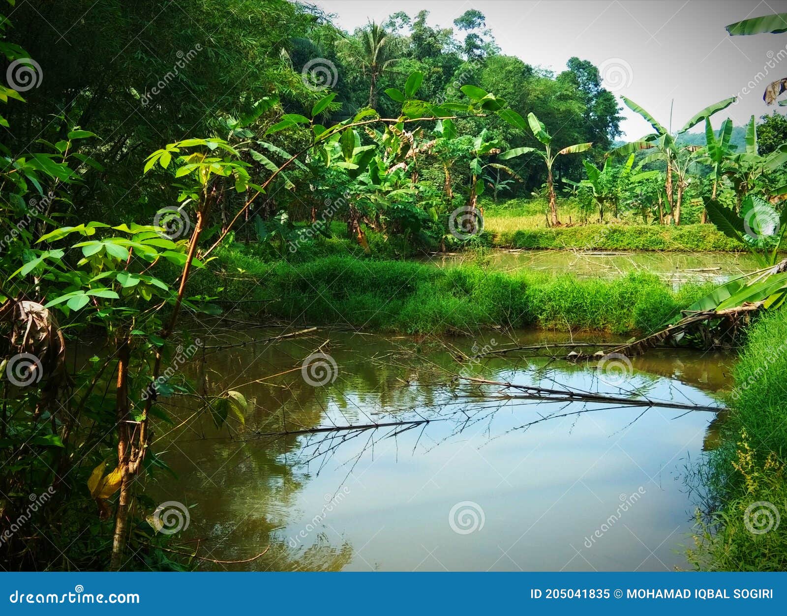 Water Pond Fish in a Forest Stock Image - Image of green, forest: 205041835