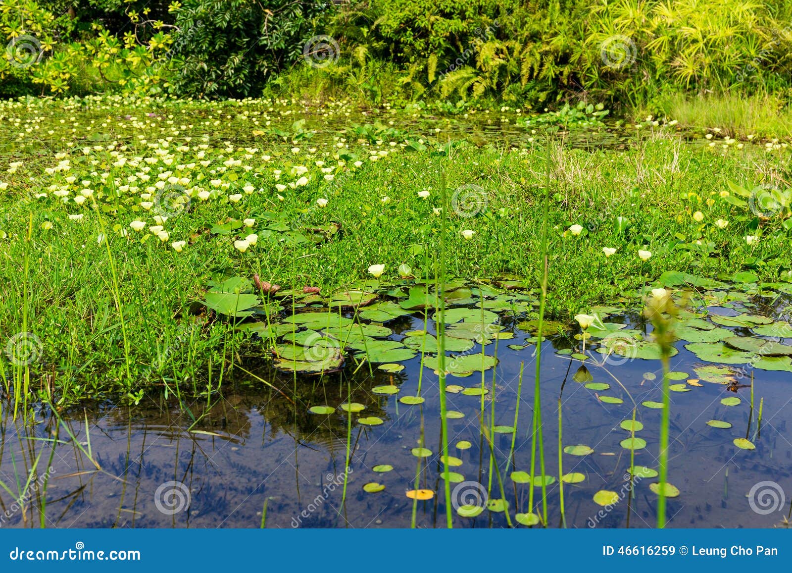 Water pond stock image. Image of grass, natural, courtyard - 46616259