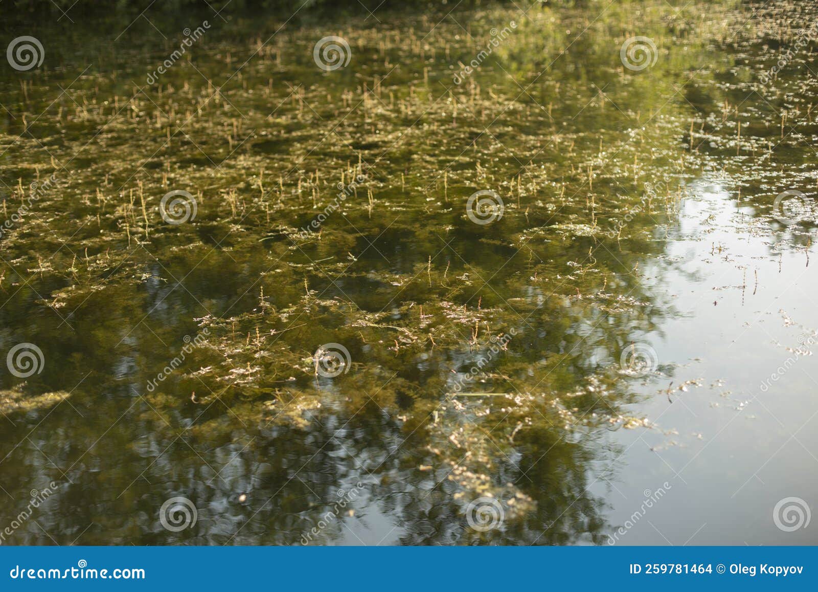 Water in Pond. Reflection in Water Stock Photo - Image of high, mirror ...