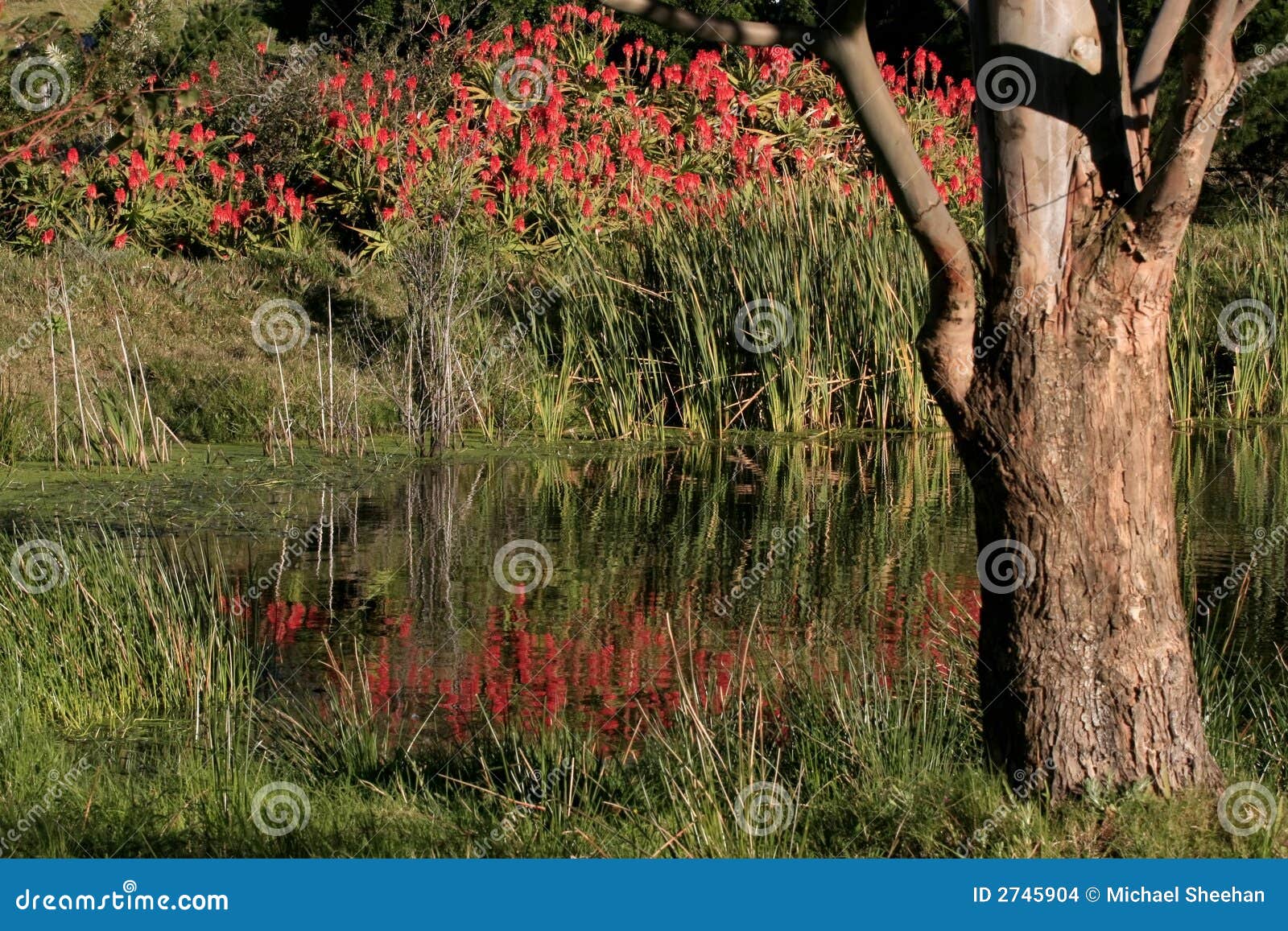 Water Pond Reflections Picture. Image: 2745904