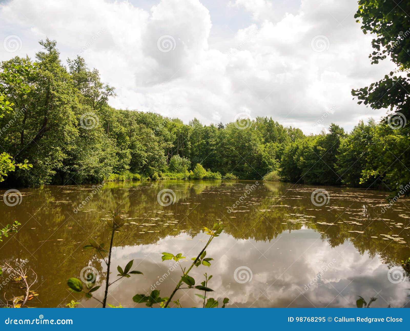 Water Pool Outside in Forest Opening Surface and Sky Clouds Tree Stock ...