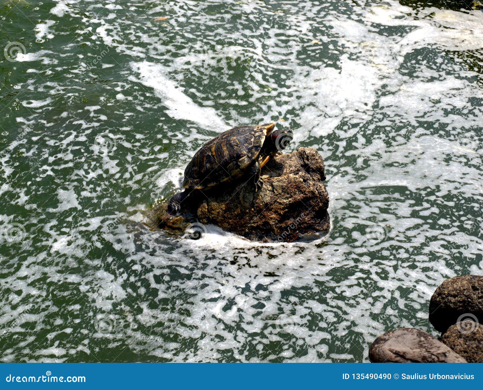 Water Pool in the Park with a Turtle Stock Photo - Image of nature ...