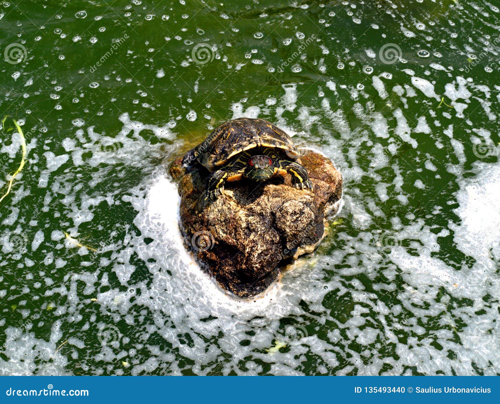 Water Pool in the Park with a Turtle Stock Photo - Image of life ...