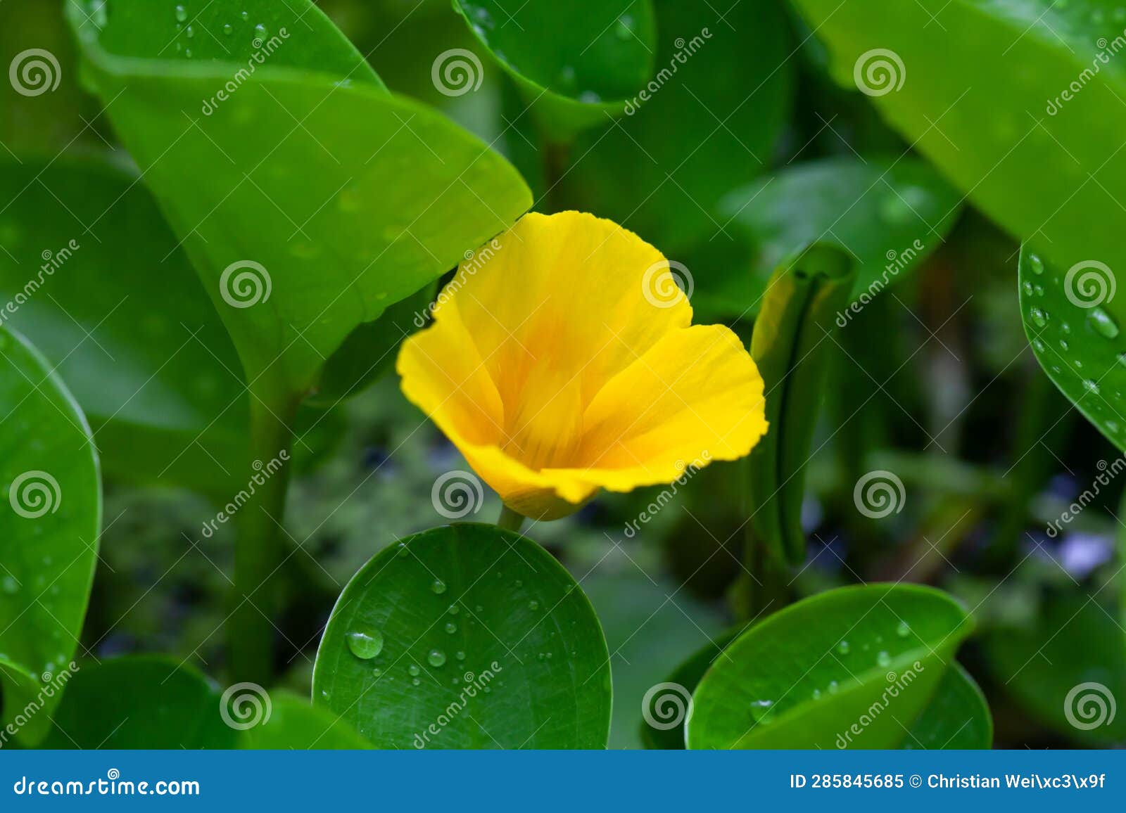 Water Poppy, Hydrocleys Martii Stock Image - Image of flora, water ...