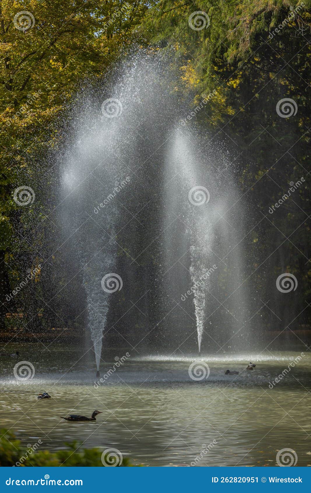 Water Pour from Trees in the Forest. Stock Image - Image of fall ...