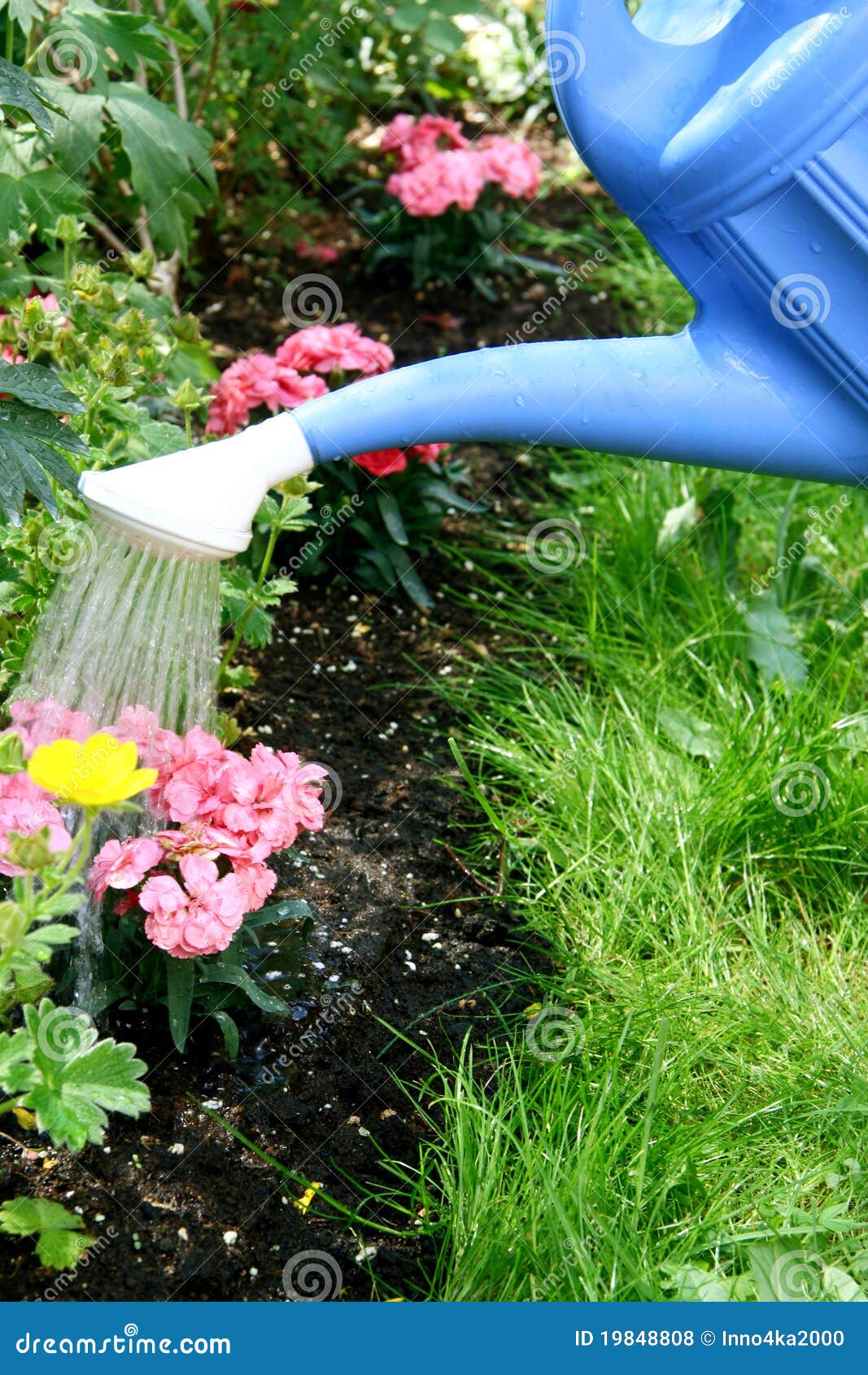 Water Pouring and Blooming Flower Bed Stock Photo - Image of yard ...