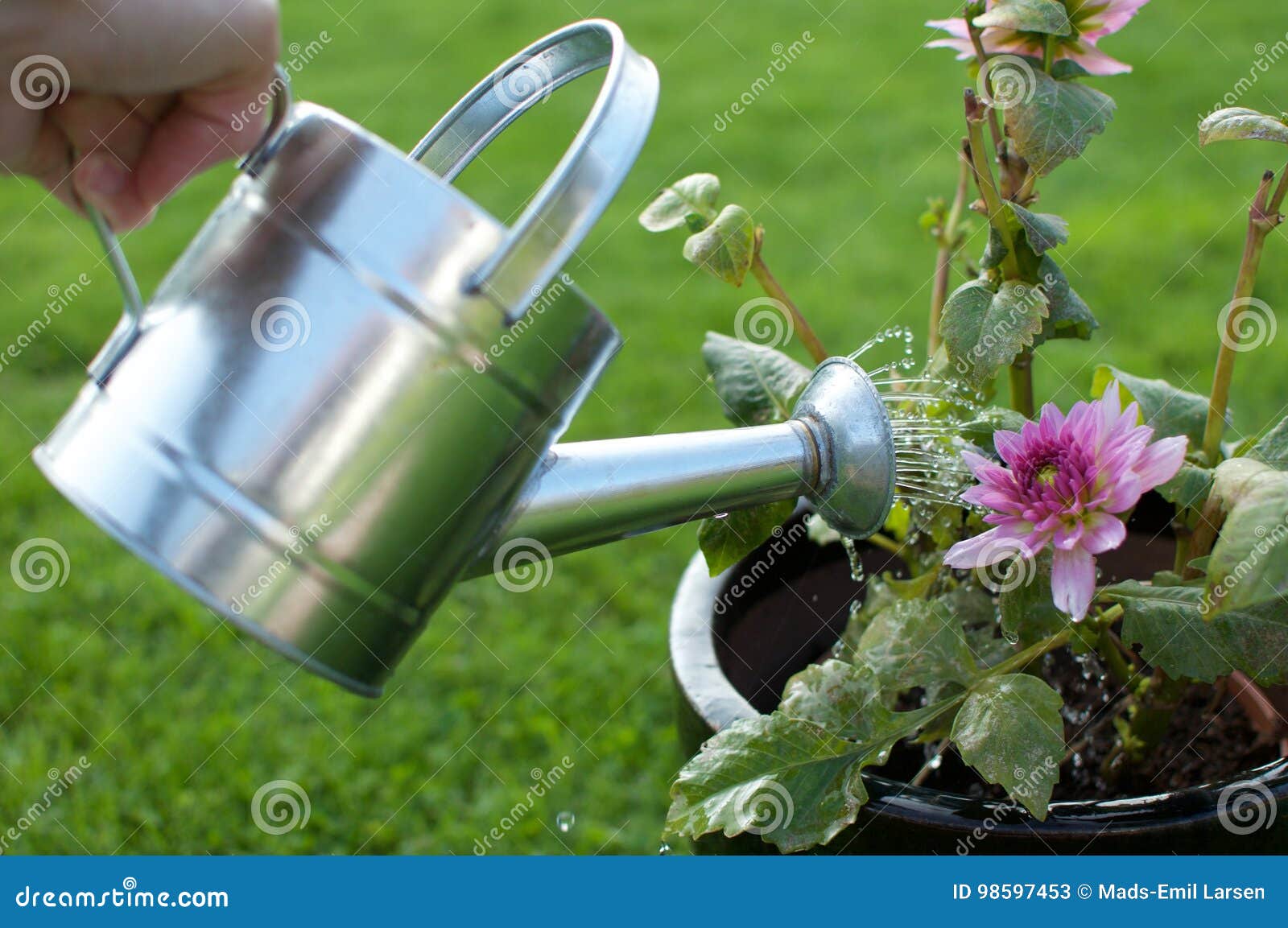 Water pouring flowers stock image. Image of bloom, gardening - 98597453
