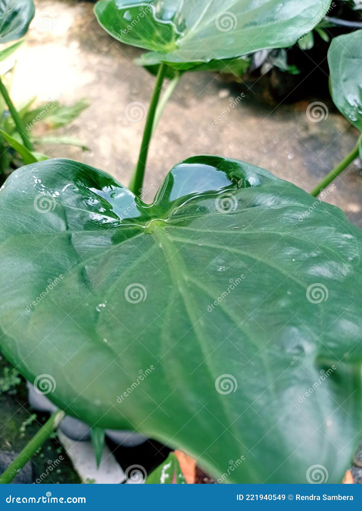 Water Proof Leaf stock image. Image of waterproof, water - 221940549