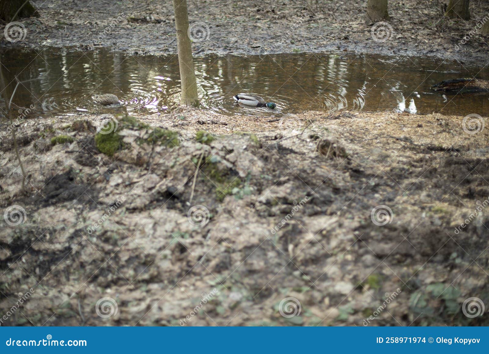 Water in Puddle. Water in Forest Stock Photo - Image of branch, leaf ...
