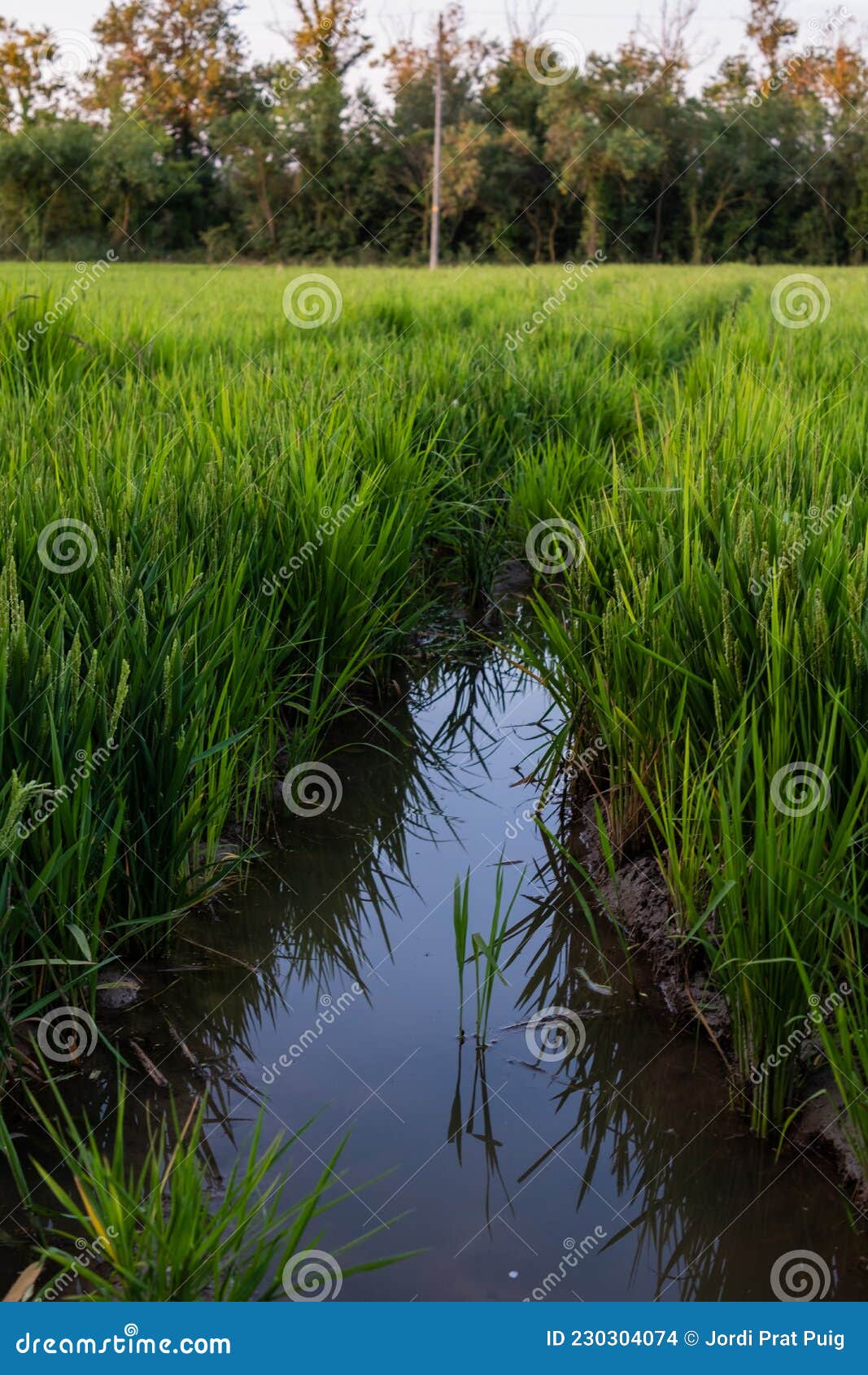 Water Puddle on a Green Rice Field in Bloom Stock Photo - Image of ...