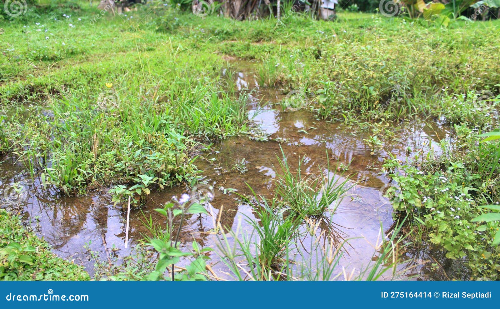 Water Puddle in a Swamp Area with Lots of Grass Around it Stock Photo ...
