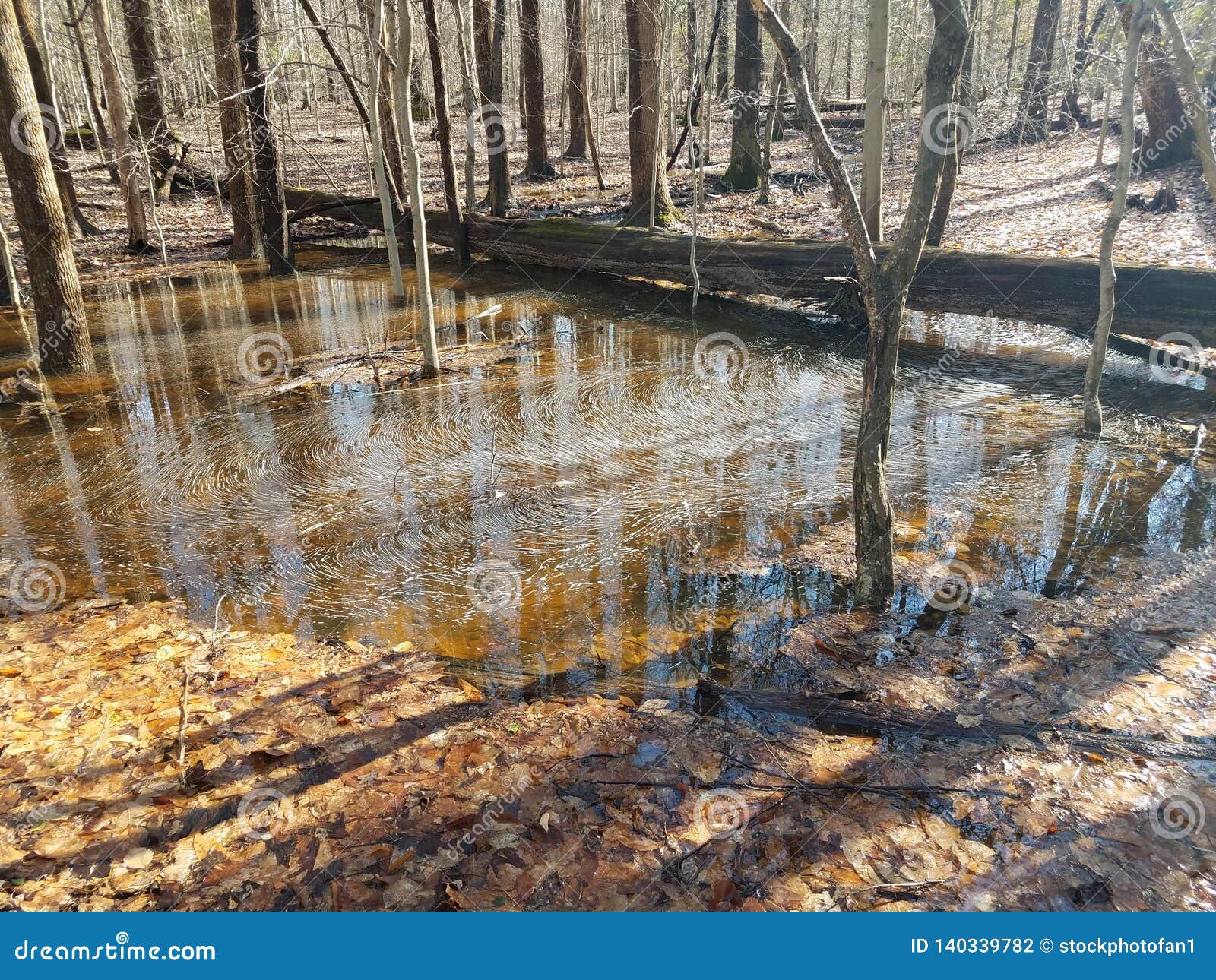 Water Puddle in Woods with White Lines and Trees Stock Photo - Image of ...