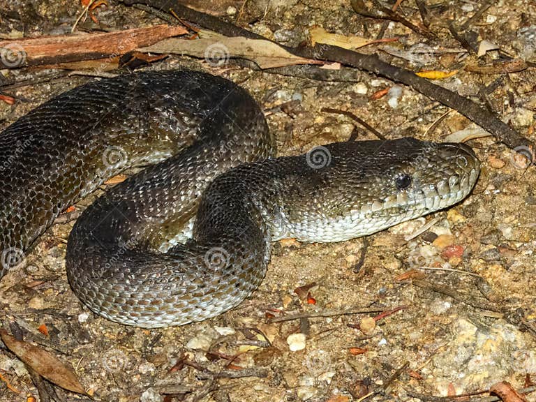 Water Python (Liasis Fuscus) in Australia Stock Photo - Image of ...