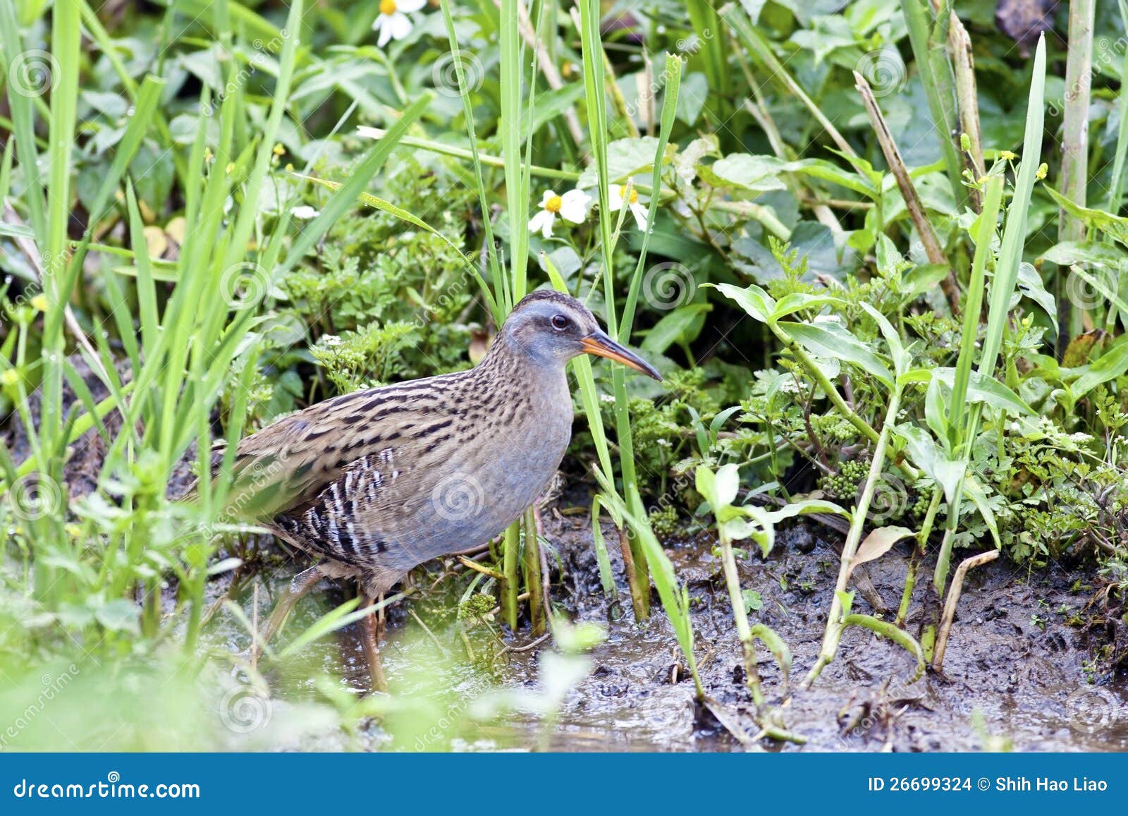 Water Rail stock photo. Image of open, excitement, commerce - 26699324