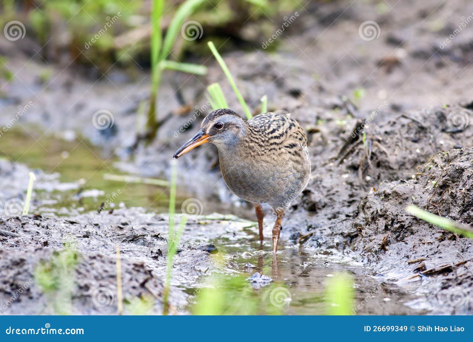Water Rail stock image. Image of flora, farm, cheerful - 26699349