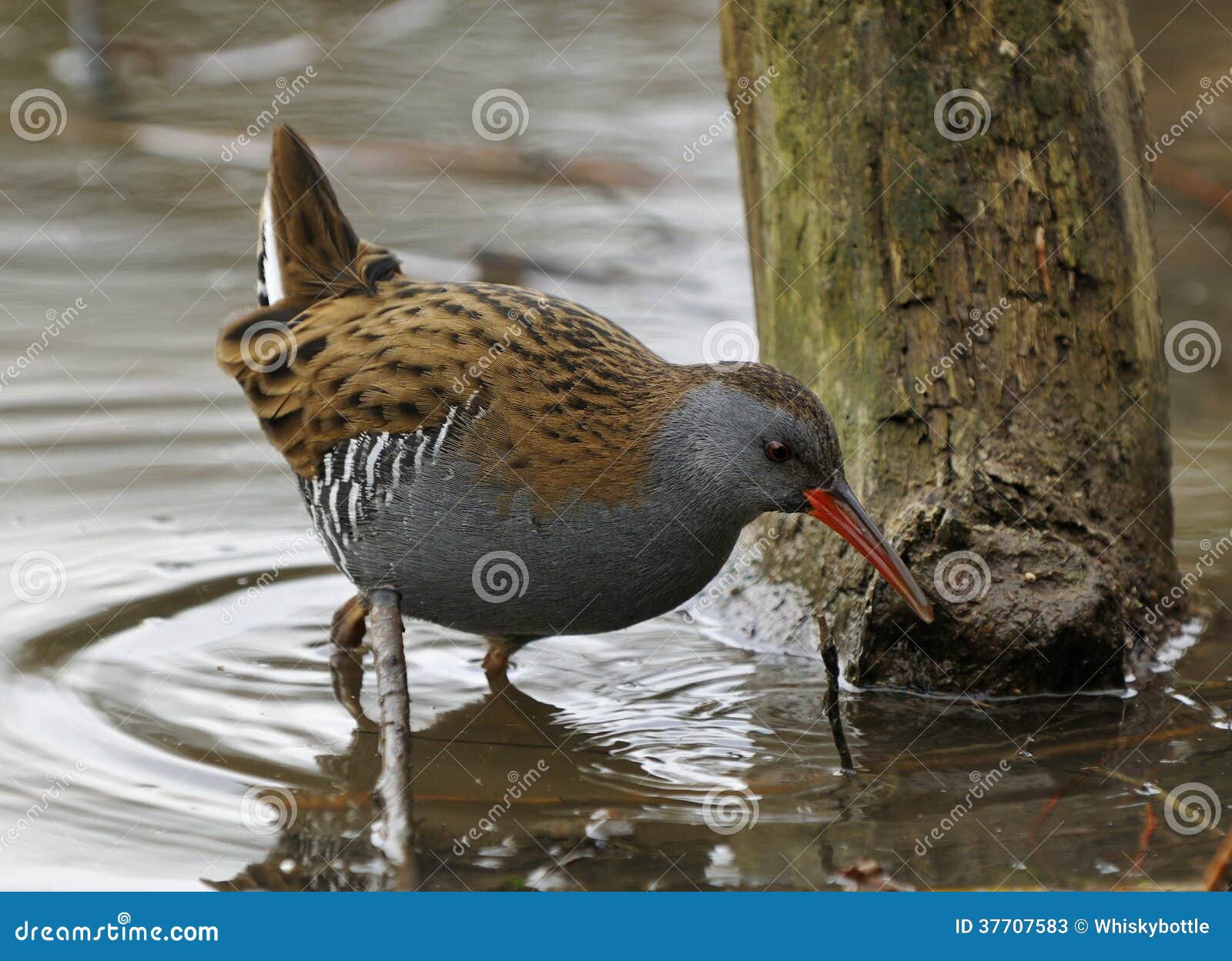 Water Rail stock image. Image of bird, landscape, winter - 37707583