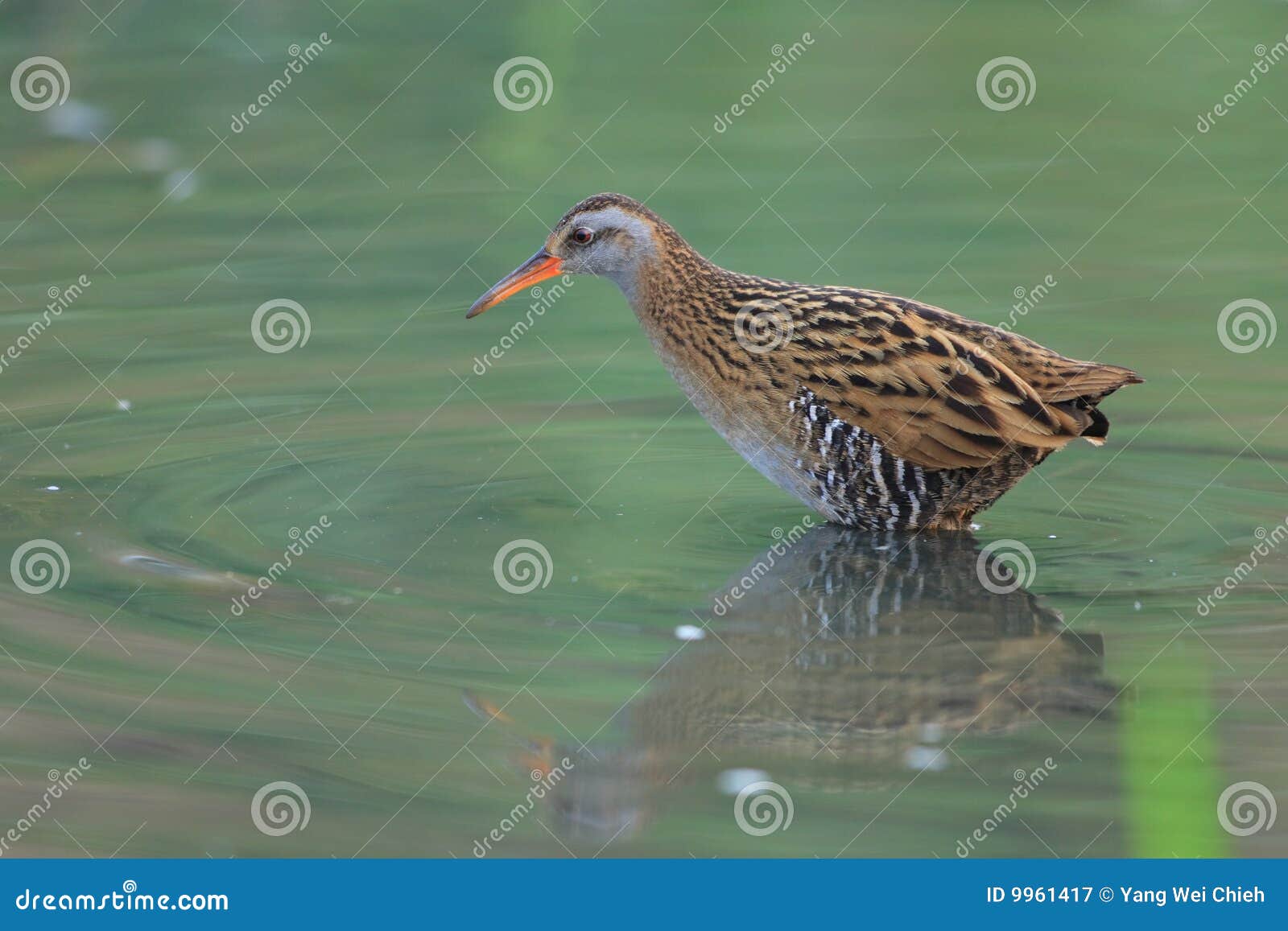 Water Rail Royalty-Free Stock Photo | CartoonDealer.com #25681605