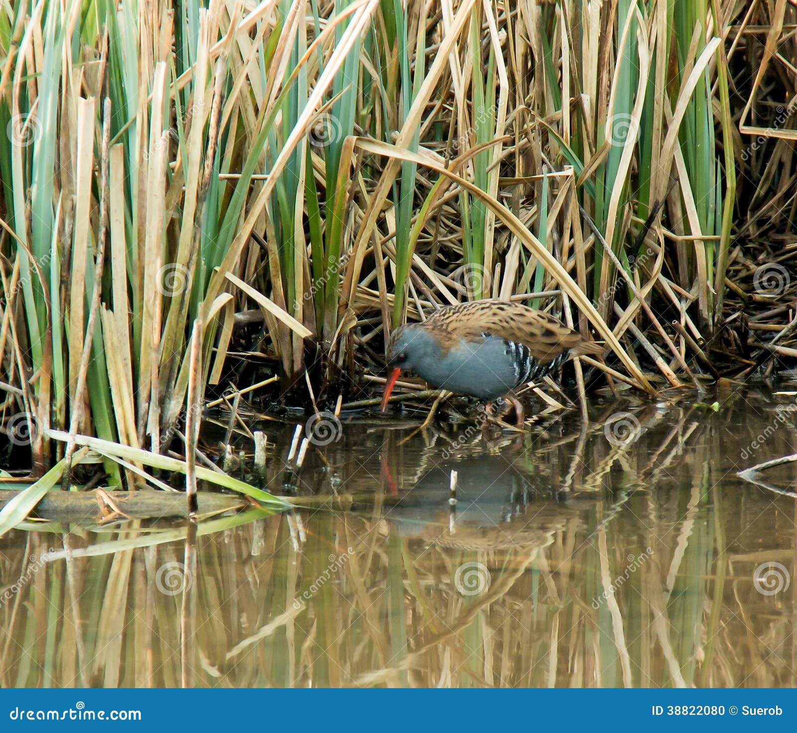 Water Rail stock photo. Image of rallus, freshwater, rail - 38822080