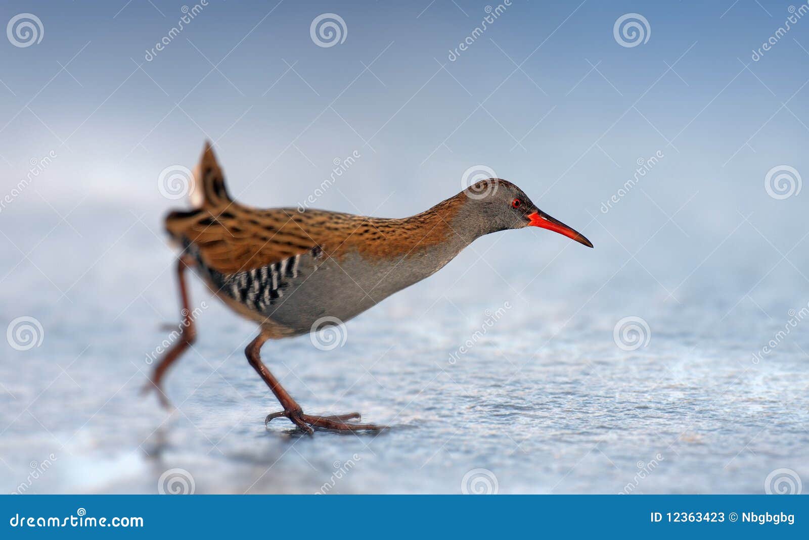 Water Rail (Rallus Aquaticus) Stock Image - Image of railroad, bird ...