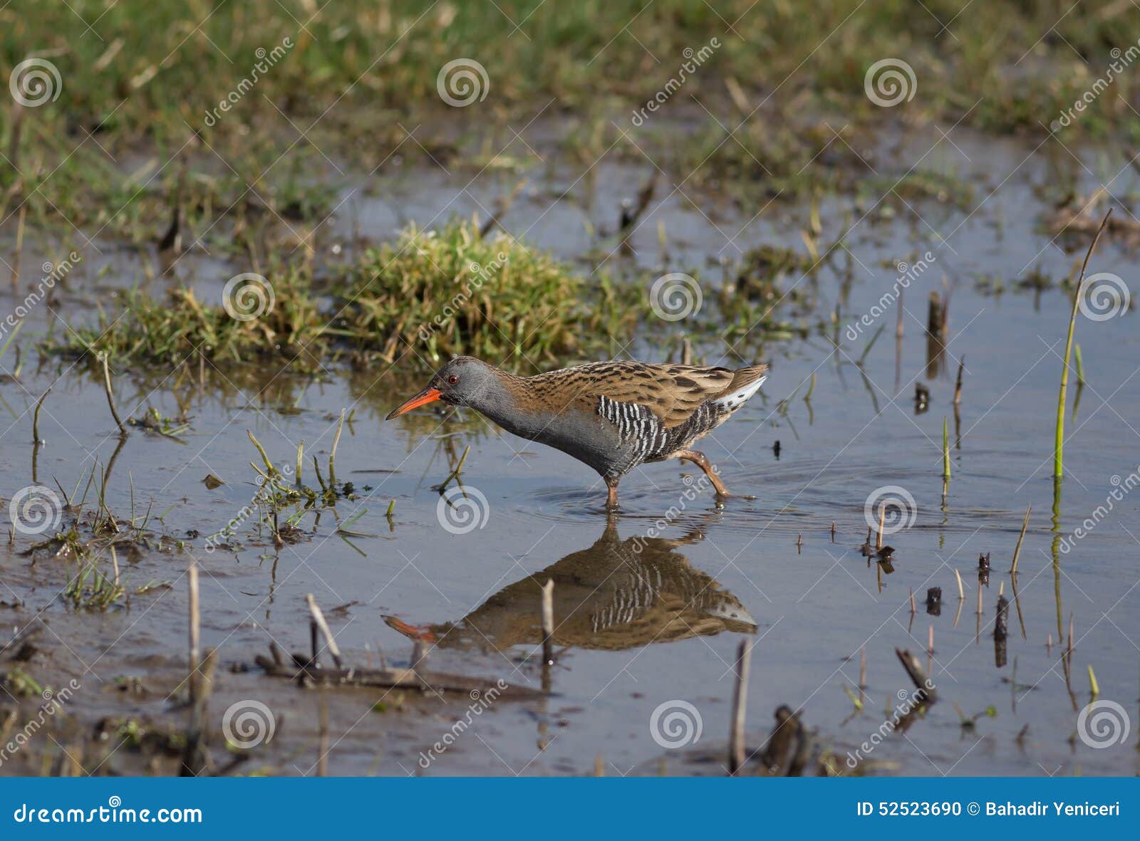 Water Rail stock photo. Image of british, brown, water - 52523690