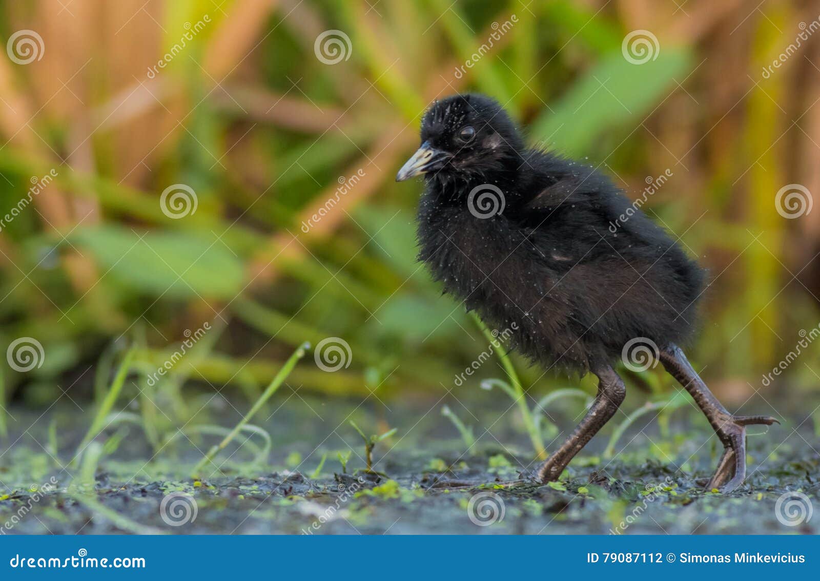 Water Rail , Rallus Aquaticus , Pull. Stock Photo - Image of wetland ...