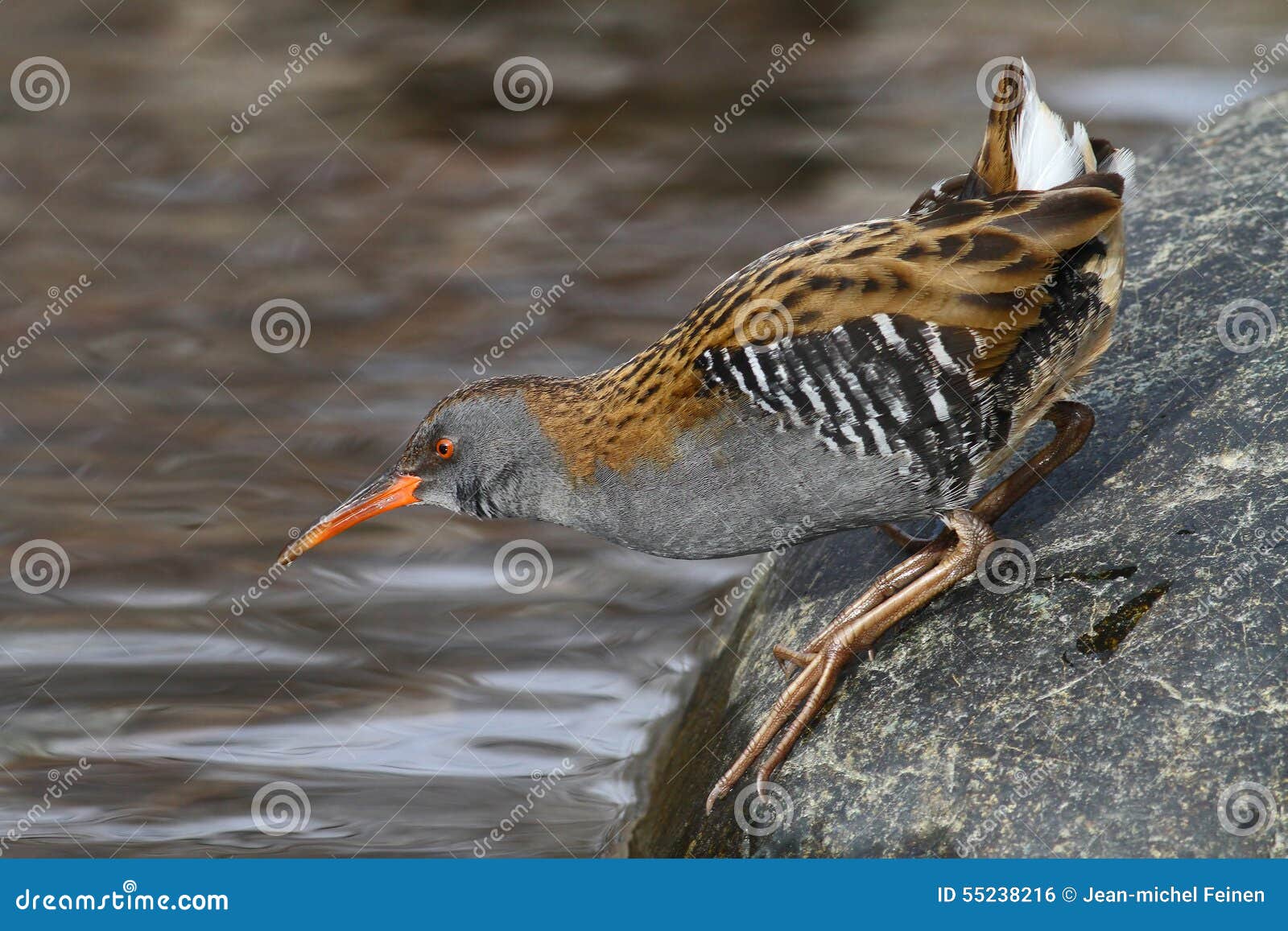 Water Rail stock photo. Image of wildlife, water, birdwatching - 55238216