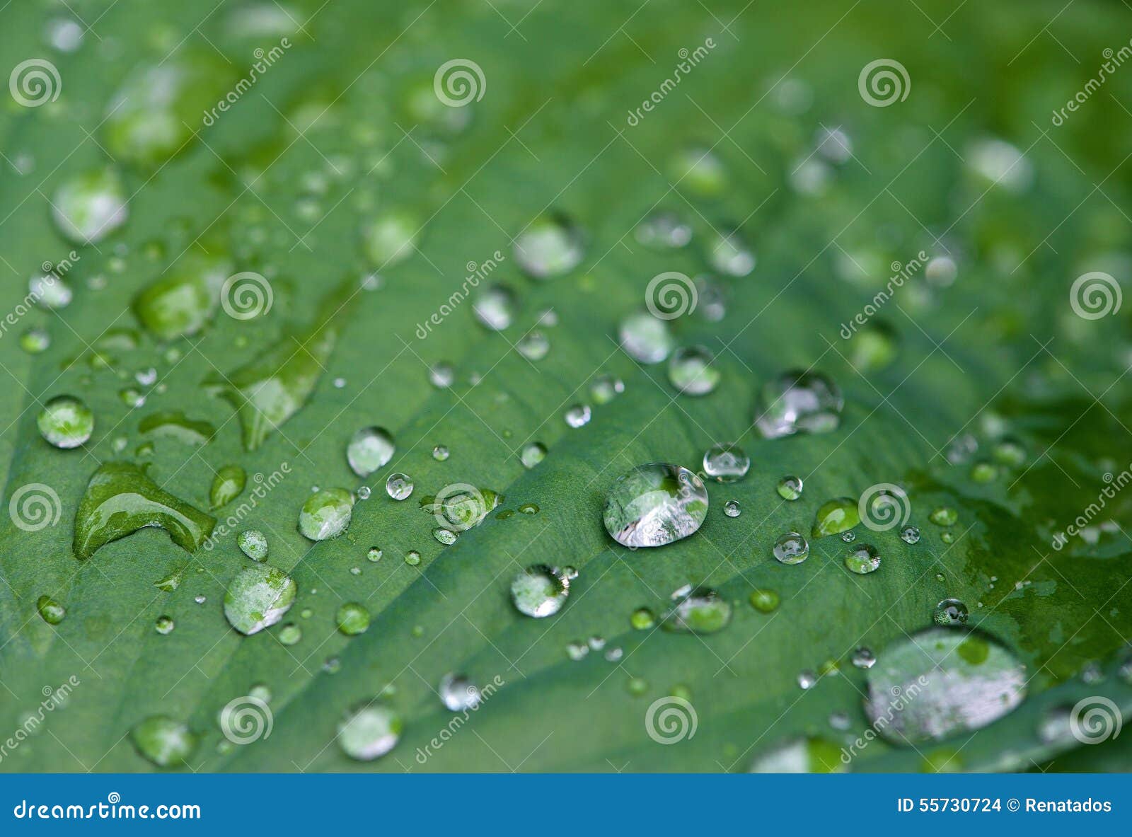 Water and Rain Drops on the Leaf, Abstract View, Drops of Rain on Green ...