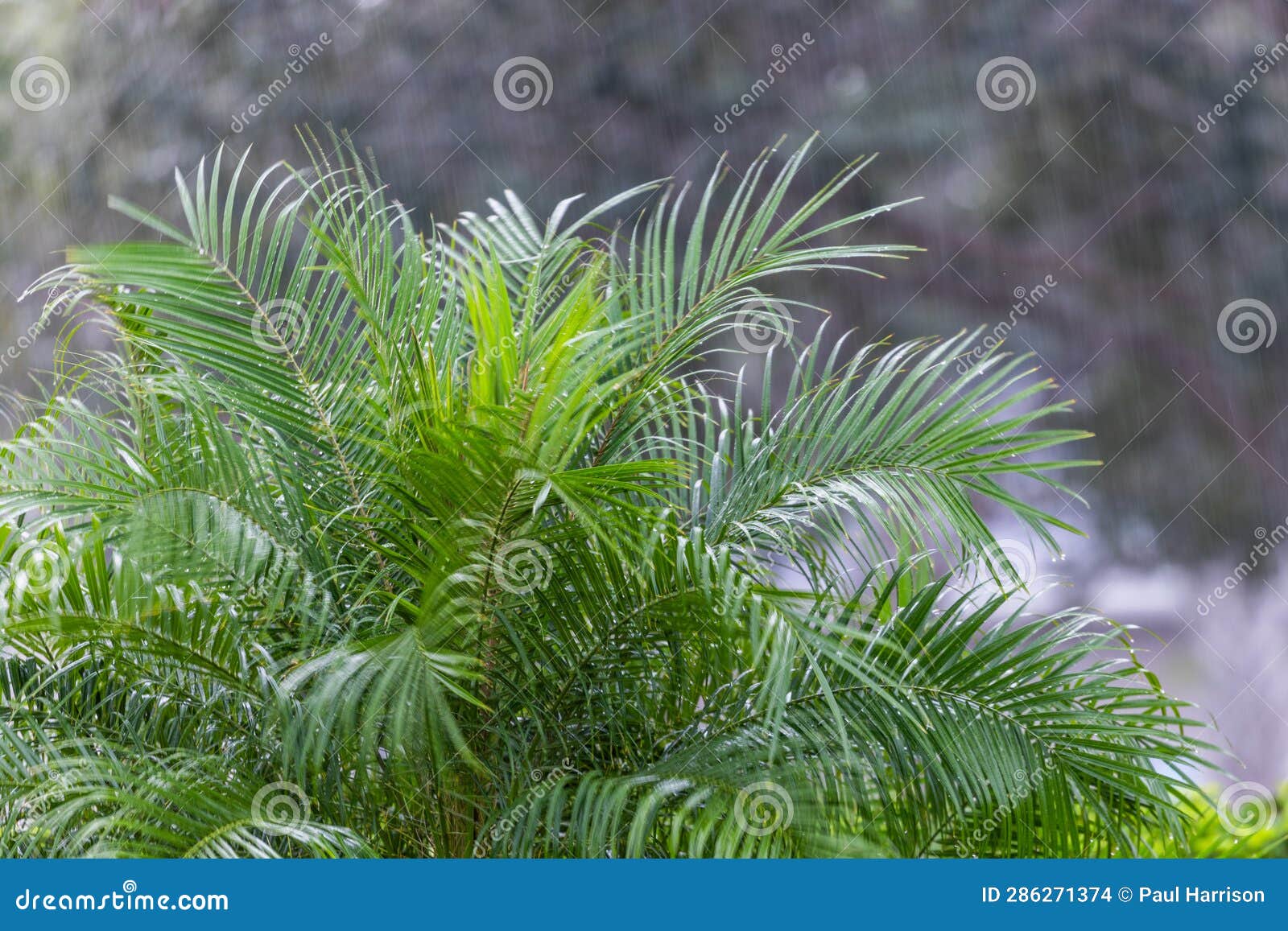 Water Rain Drops on Palm Tree Stock Photo - Image of palm, water: 286271374