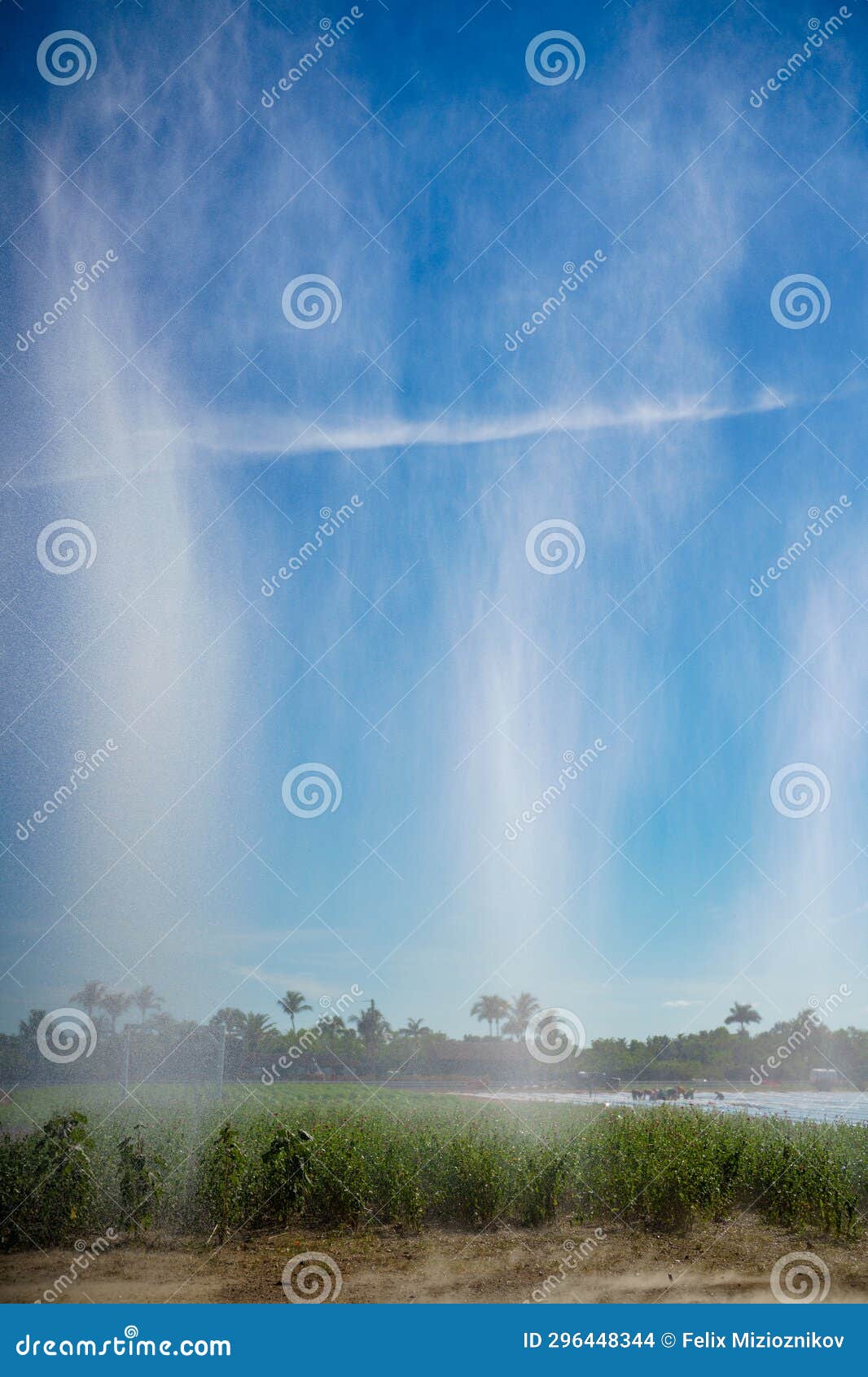 Water Raining on Farm Crops Stock Photo - Image of rain, 2023: 296448344