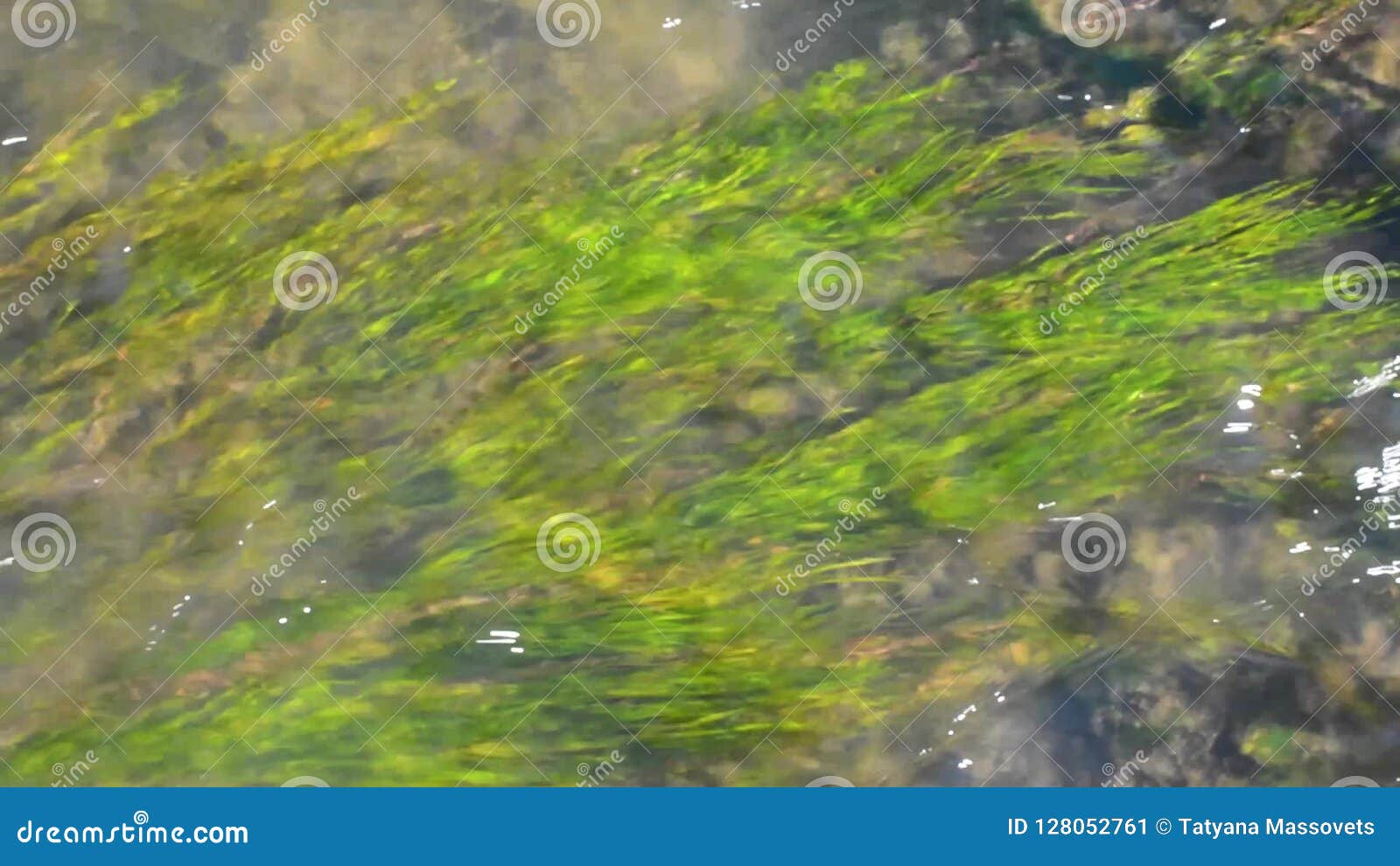 Water with Rapid Flow of Green Algae Stock Video - Video of copy ...