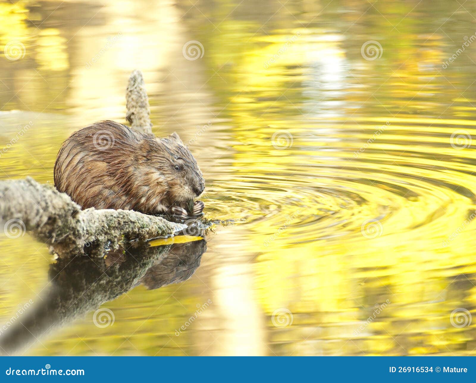 Water-rat, musk-rat stock photo. Image of wood, nature - 26916534