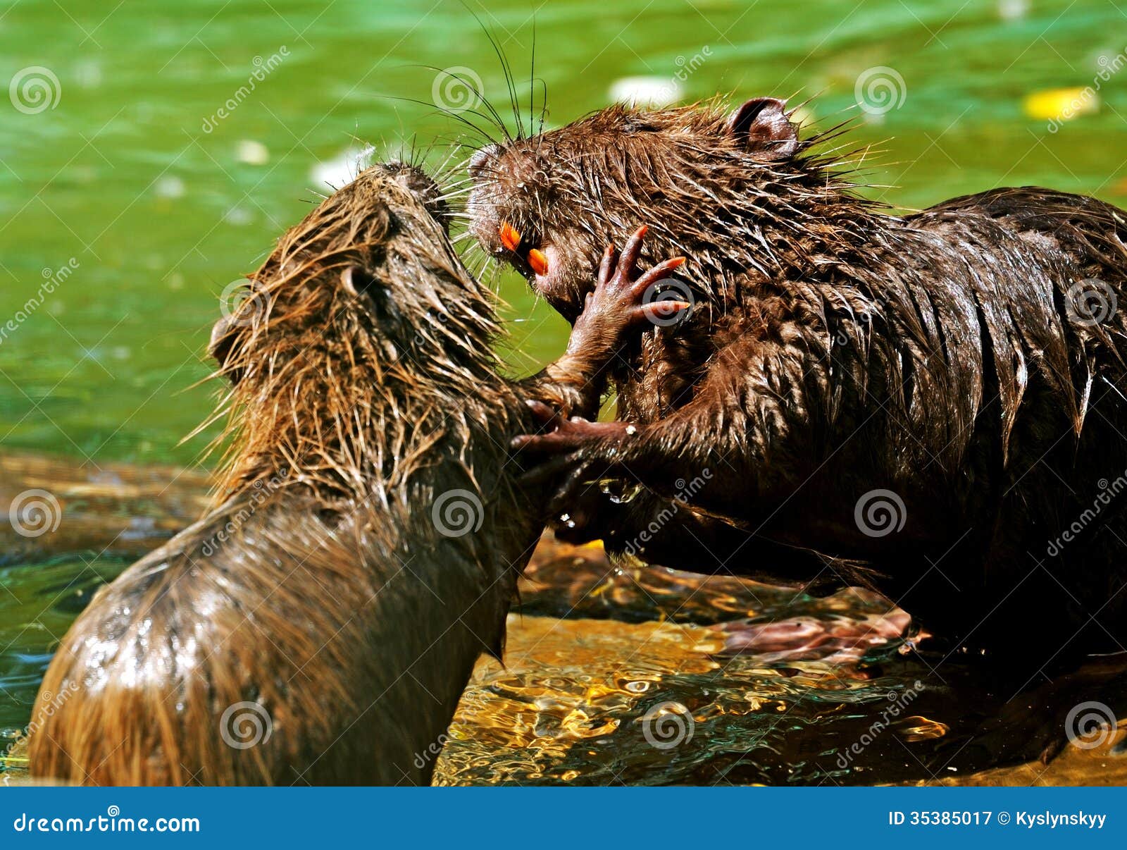 Water rat stock image. Image of wild, habitat, muskrat - 35385017